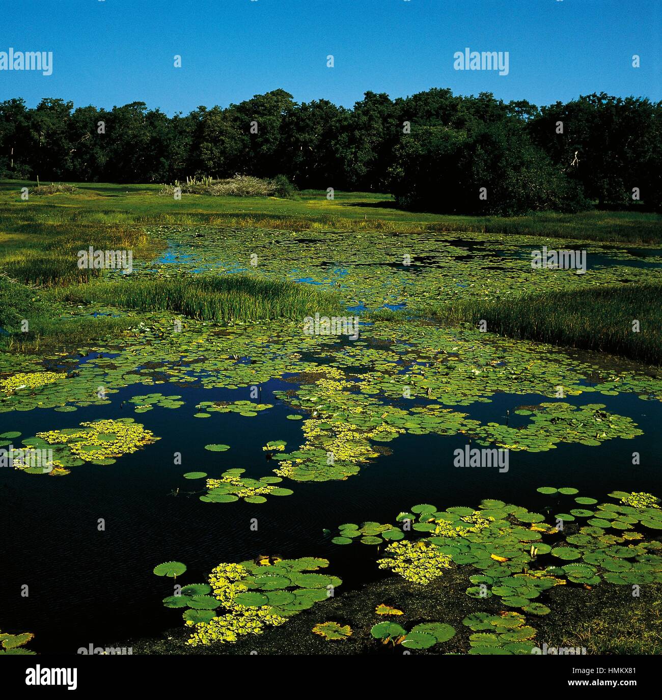 Marsh vegetation, Colombia Stock Photo - Alamy