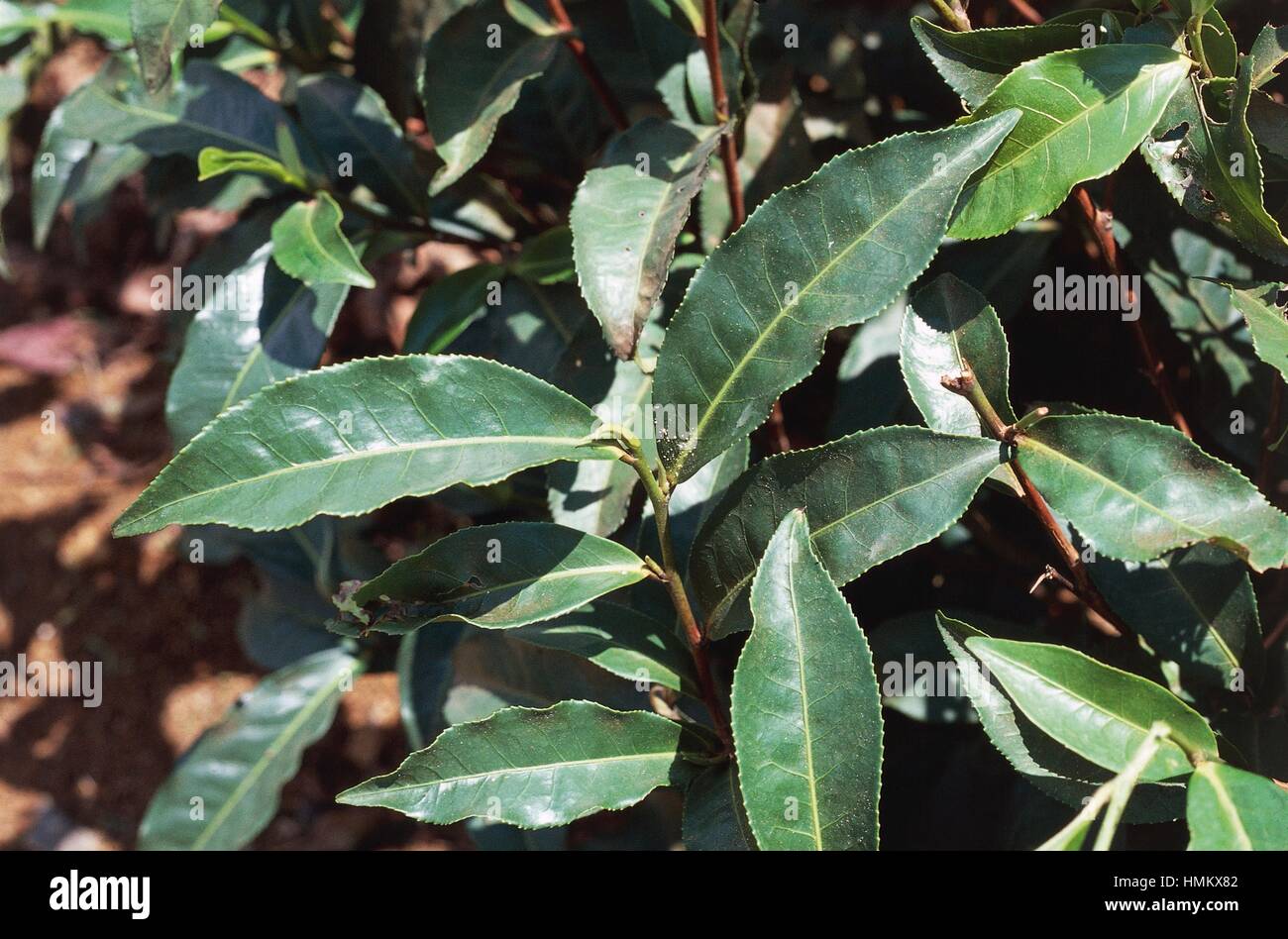Chinese Tea (Camelia sinensis), Theaceae Stock Photo - Alamy