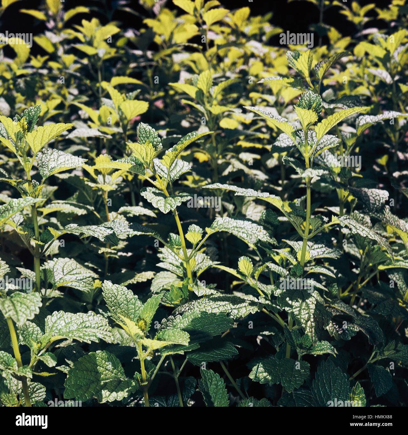 Lemon balm (Melissa officinalis), Lamiaceae Stock Photo - Alamy