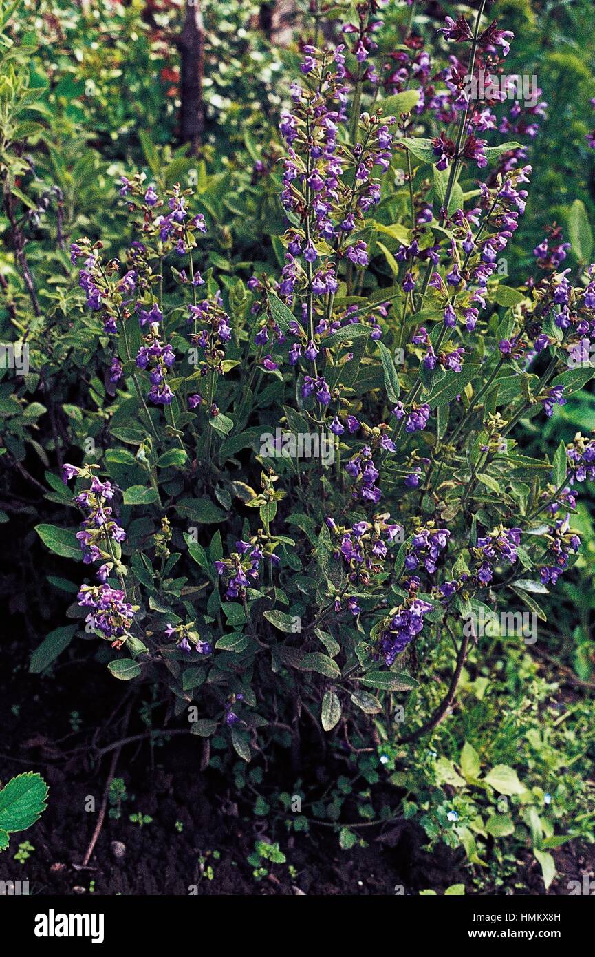 Common Sage bush in bloom (Salvia officinalis), Lamiaceae Stock Photo ...