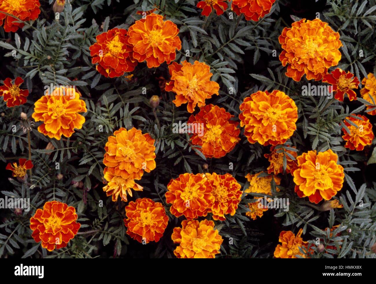 Big marigold hi-res stock photography and images - Alamy