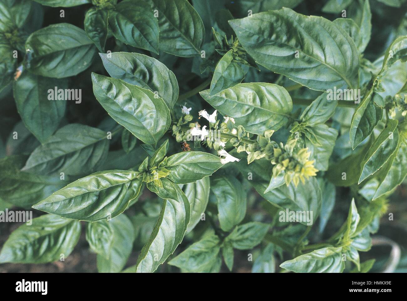 Basil (Ocimum basilicum Stock Photo - Alamy