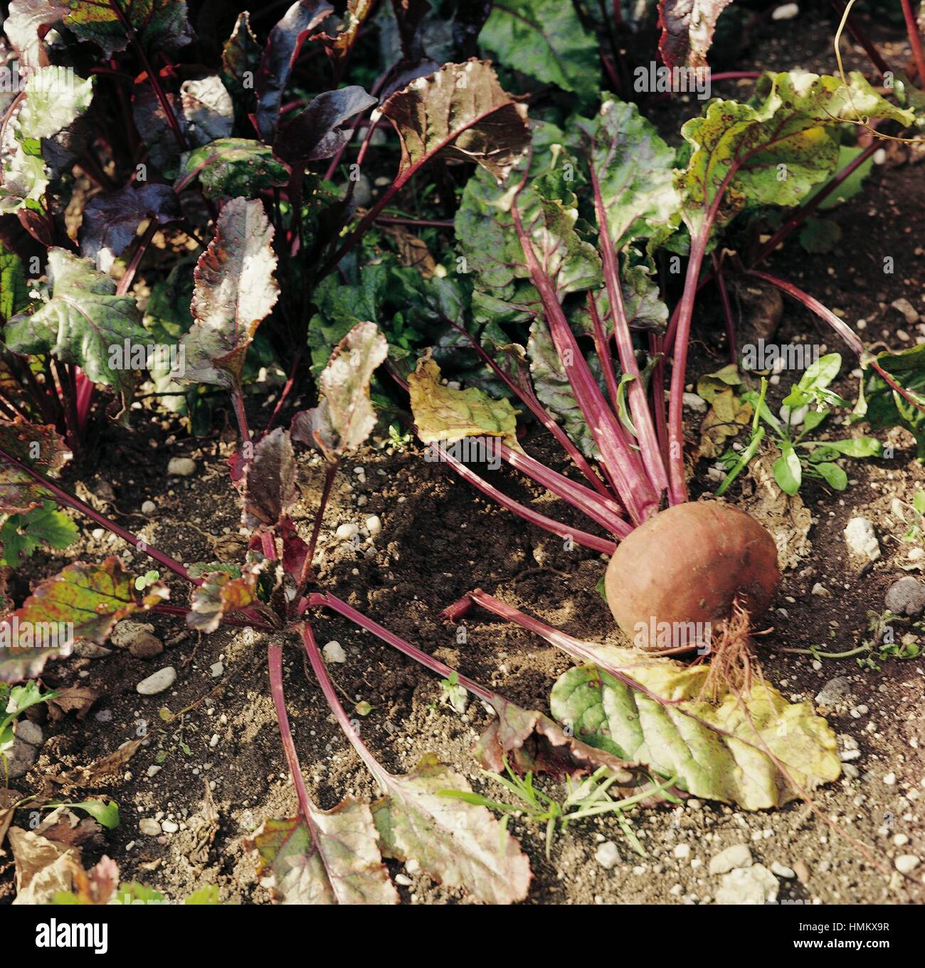 Common Beet, Sugar Beet or Swiss Chard (Beta vulgaris), Chenopodiaceae ...