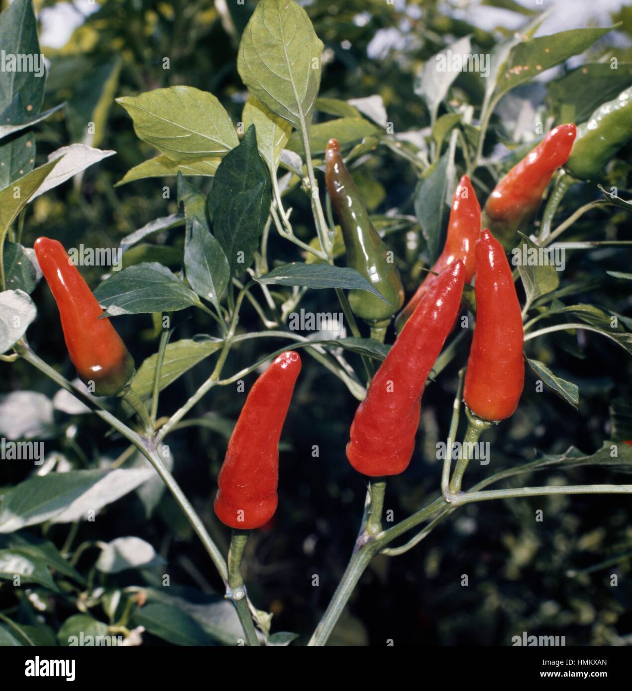 Botany capsicum hi-res stock photography and images - Alamy