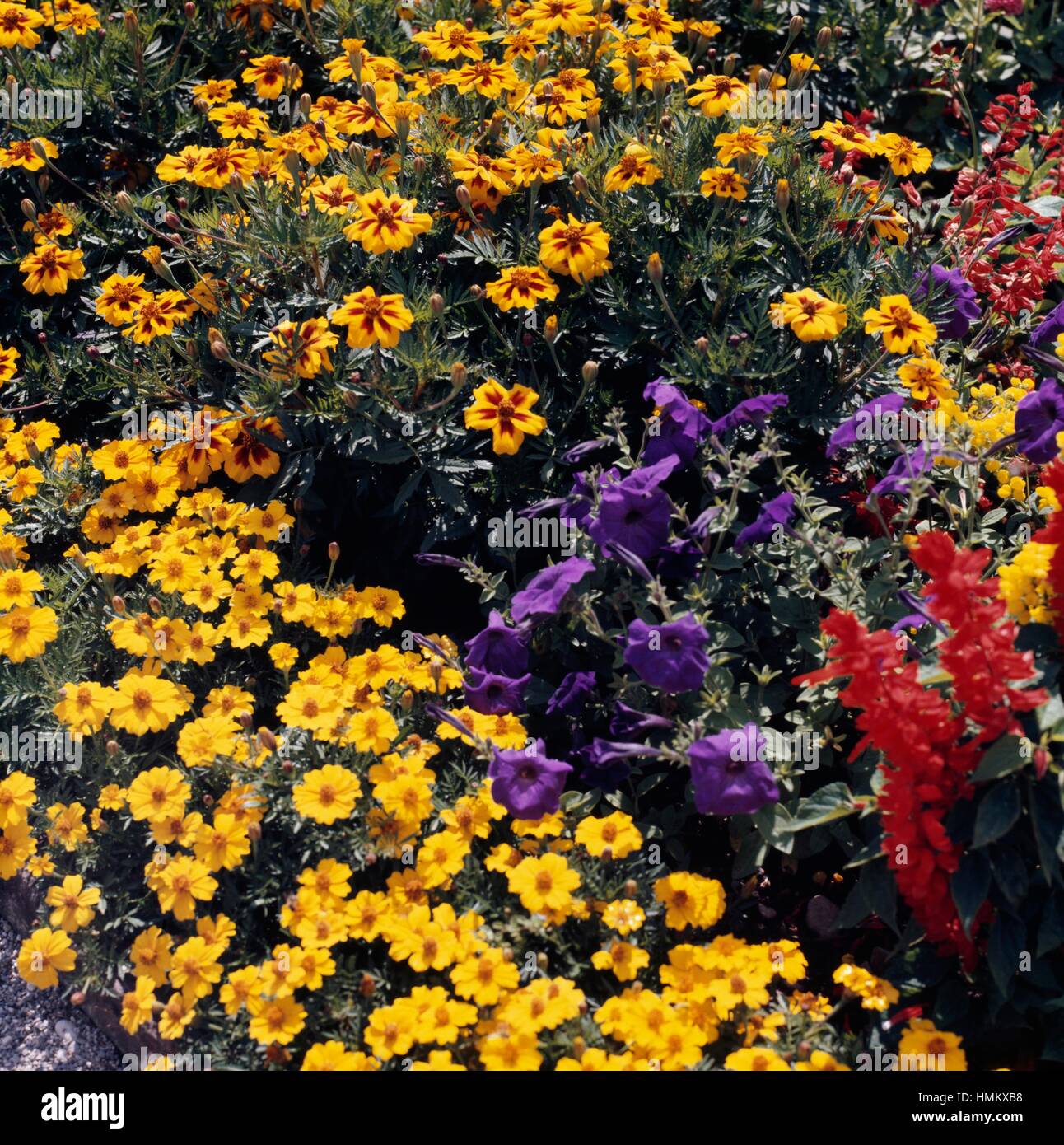 French Marigolds (Tagetes patula or Tagetes lunulata), Sage (Salvia ...