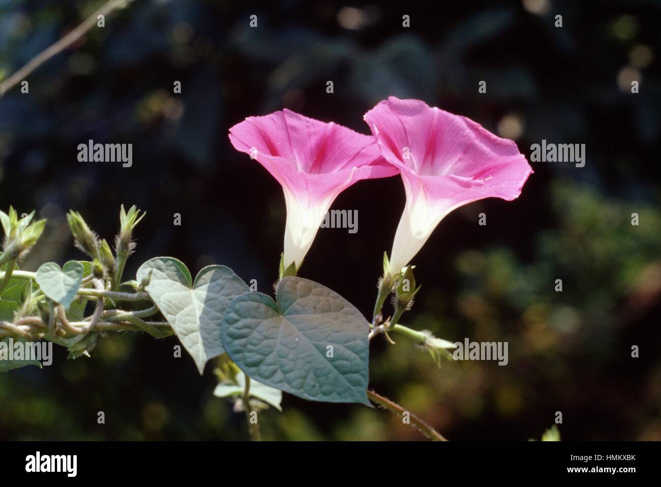 Common morning glory (Ipomoea purpurea), Convolvulaceae Stock Photo - Alamy