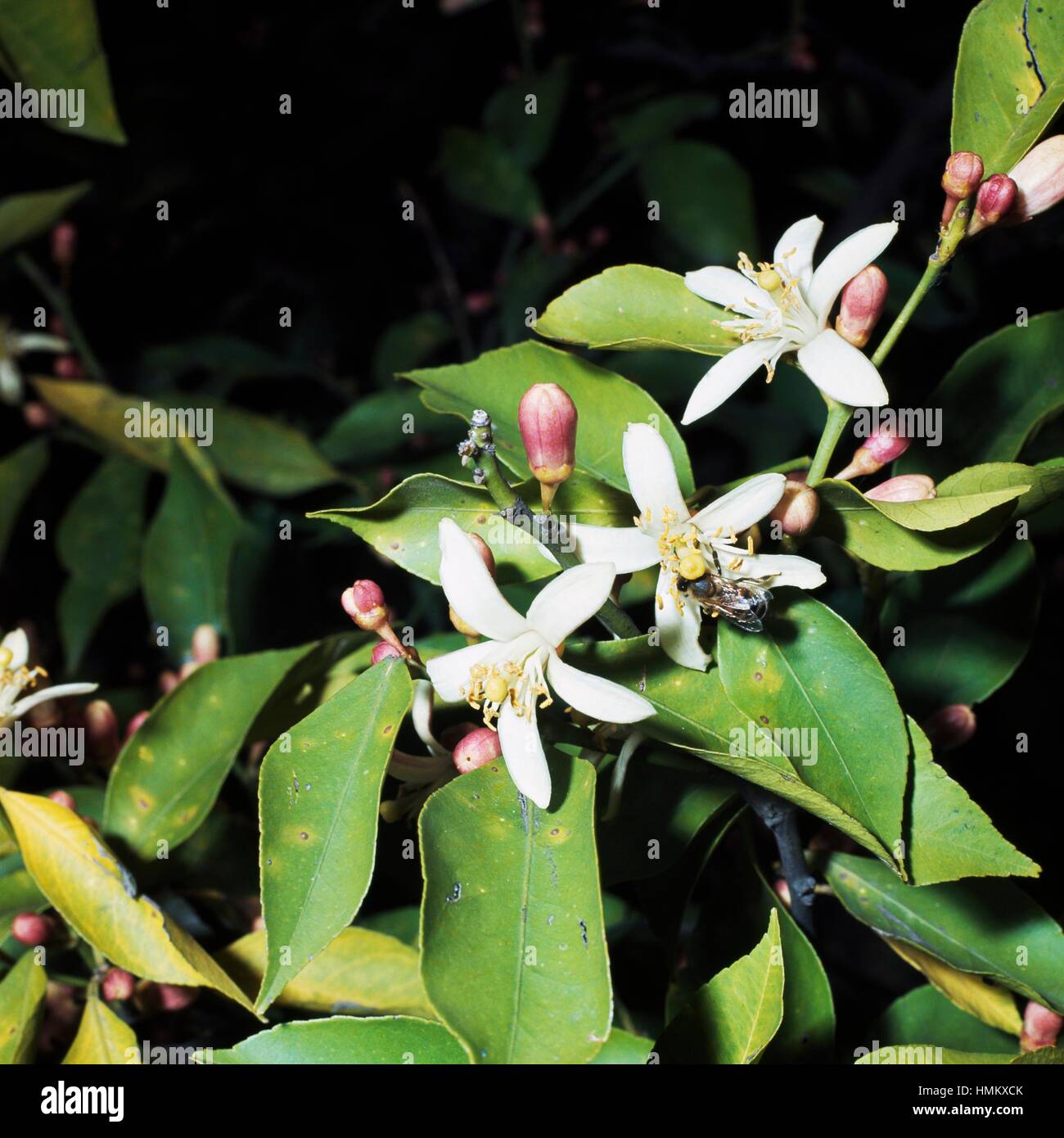 Lemon tree flowers hi-res stock photography and images - Alamy