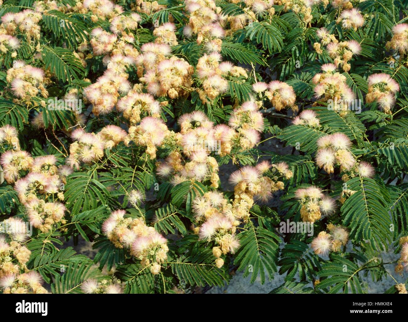 Persian Silk Tree leaves (Albizia julibrissin), Fabaceae-Lehuminosae ...