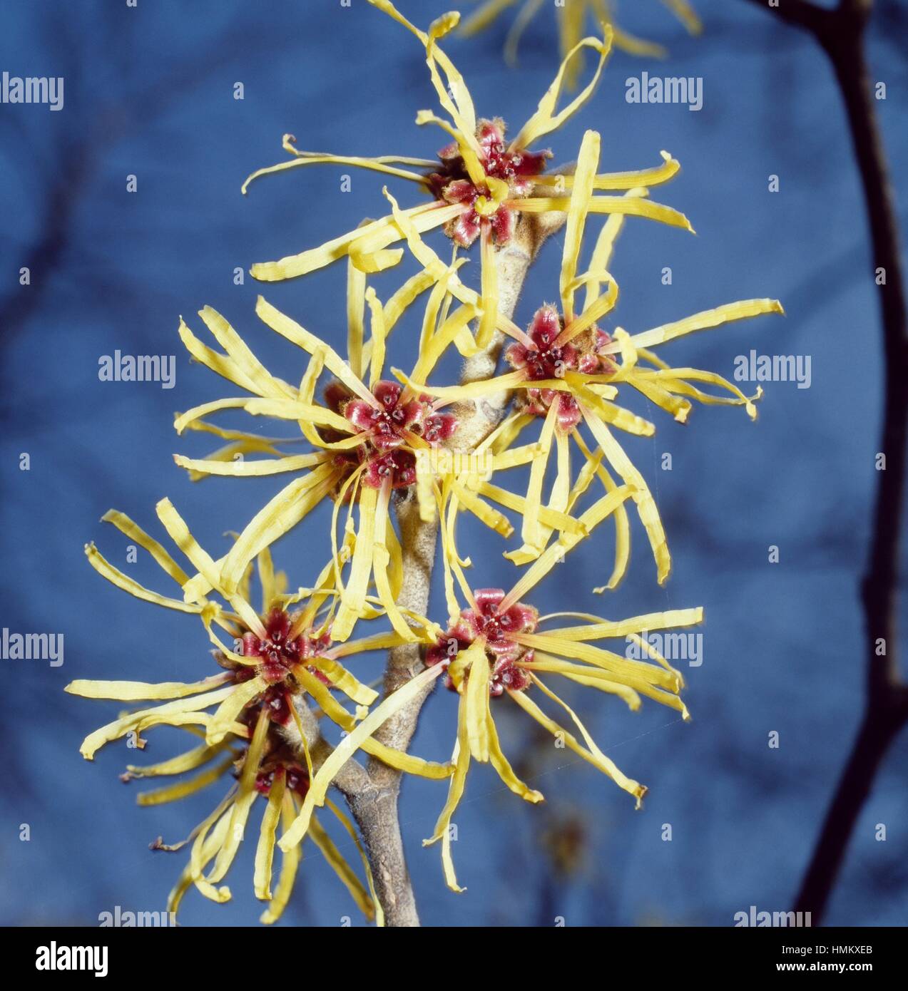 Common or American witch-hazel (Hamamelis virginiana), Hamamelidaceae ...