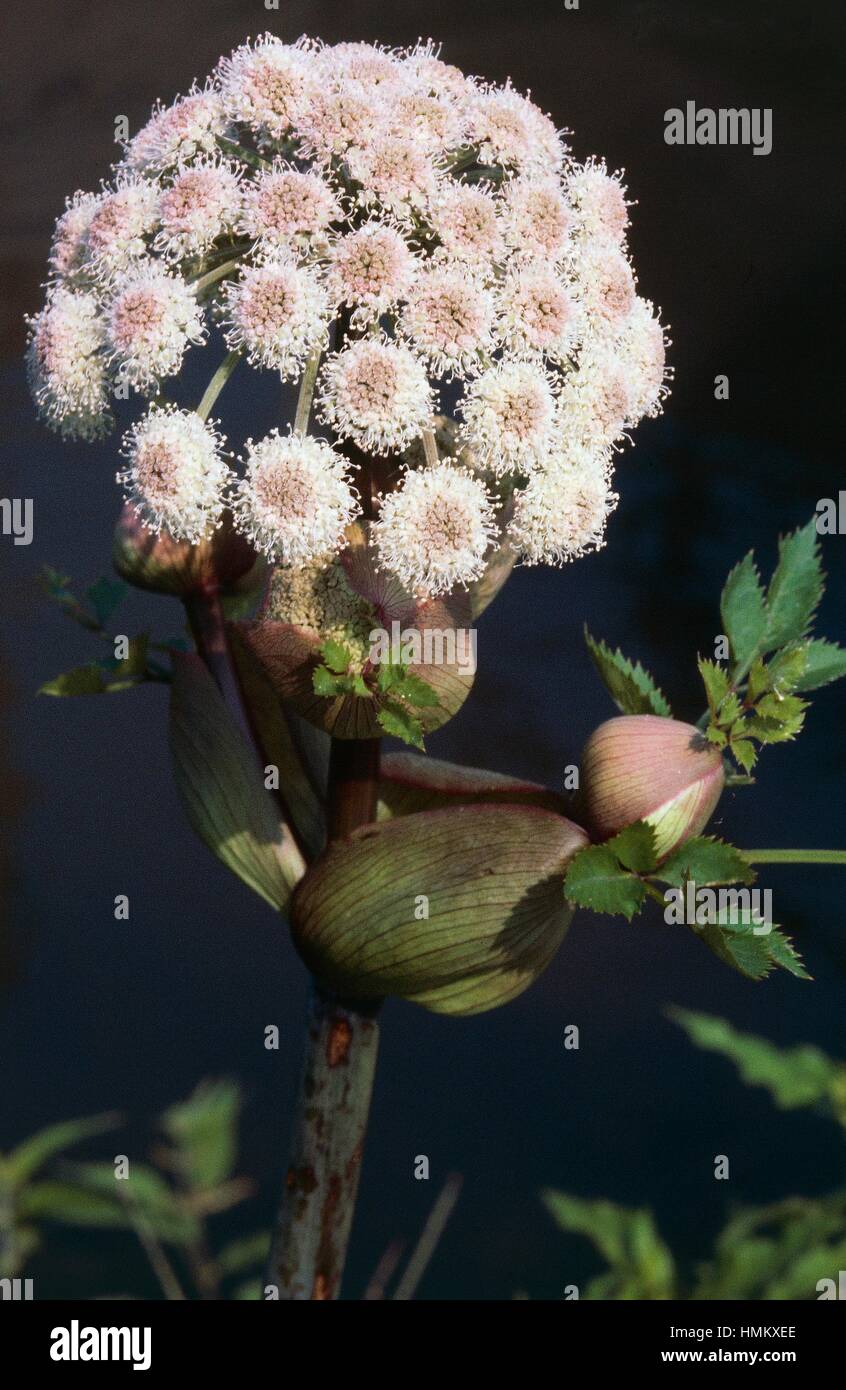 Wild Angelica inflorescence (Angelica sylvestris), Apiaceae Stock Photo ...