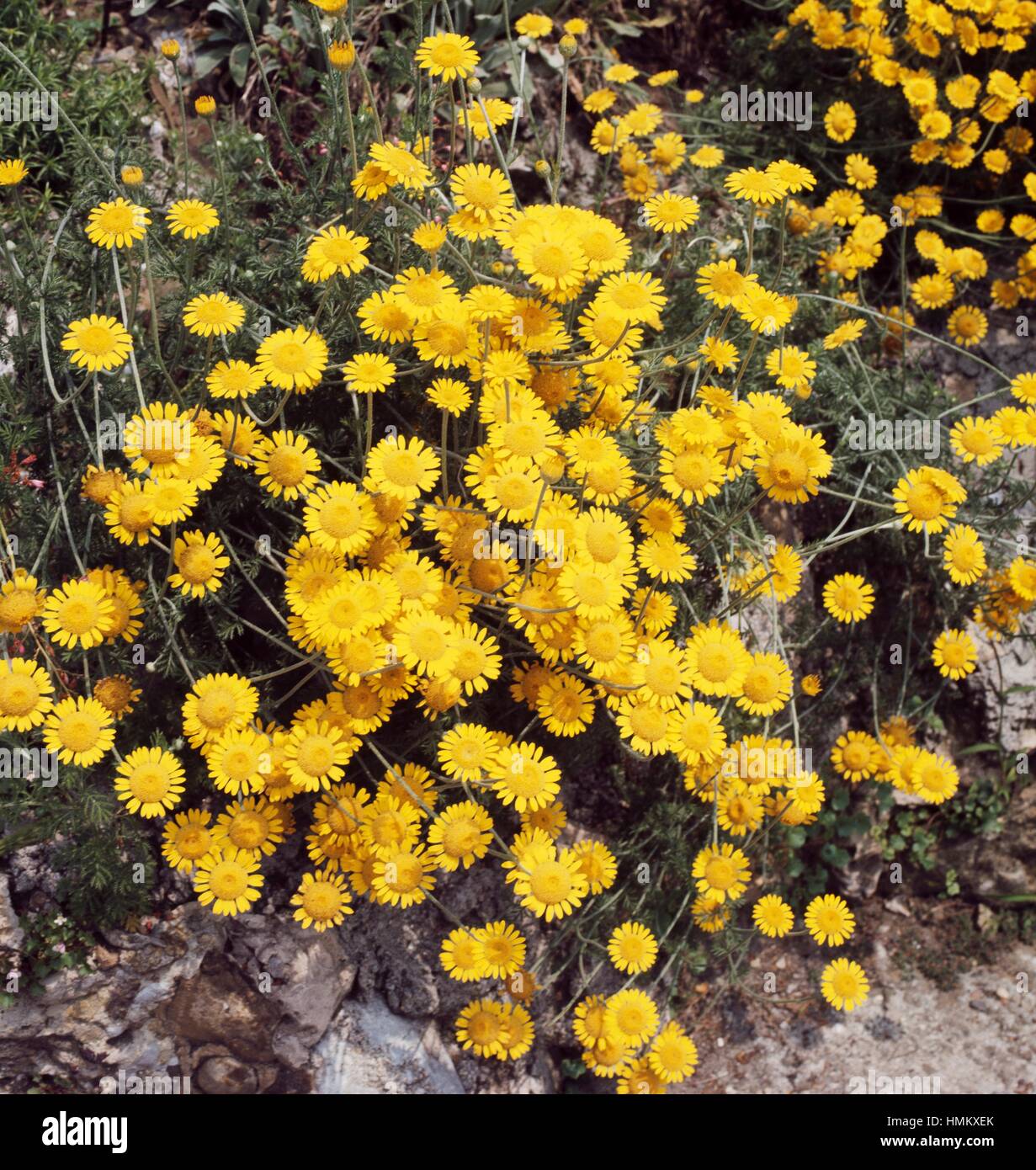 Golden marguerite or Yellow chamomile (Anthemis tinctoria or Cota ...