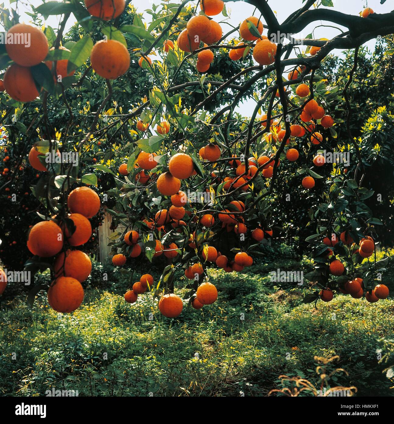 Sweet Orange (Citrus sinensis), Rutaceae Stock Photo - Alamy