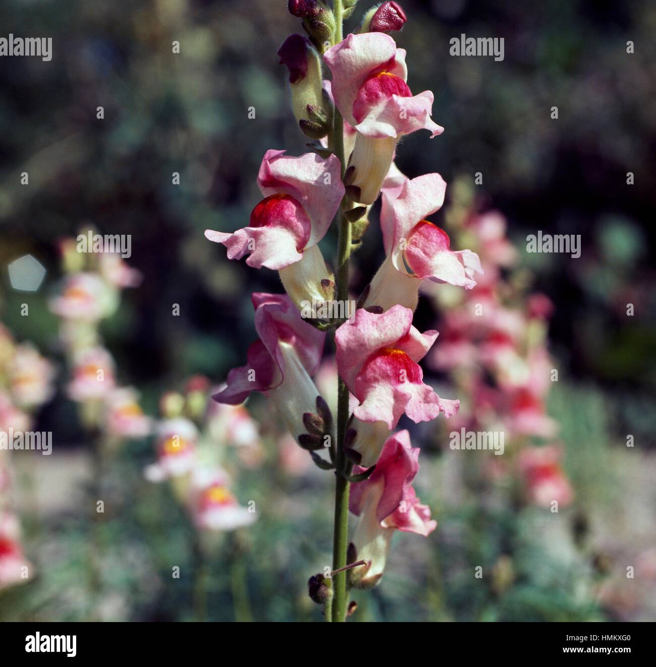 Common snapdragon (Antirrhinum majus), Scrophulariaceae Stock Photo - Alamy