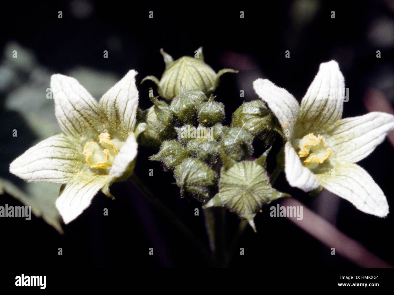 Red bryony or White bryony (Bryonia dioica), Cucurbitaceae Stock Photo ...