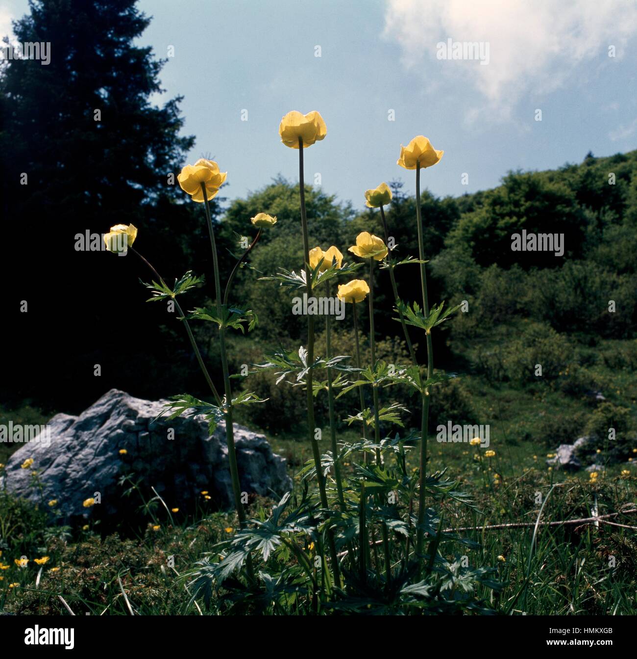 Globe flower (Trollius europaeus), Ranunculaceae Stock Photo - Alamy
