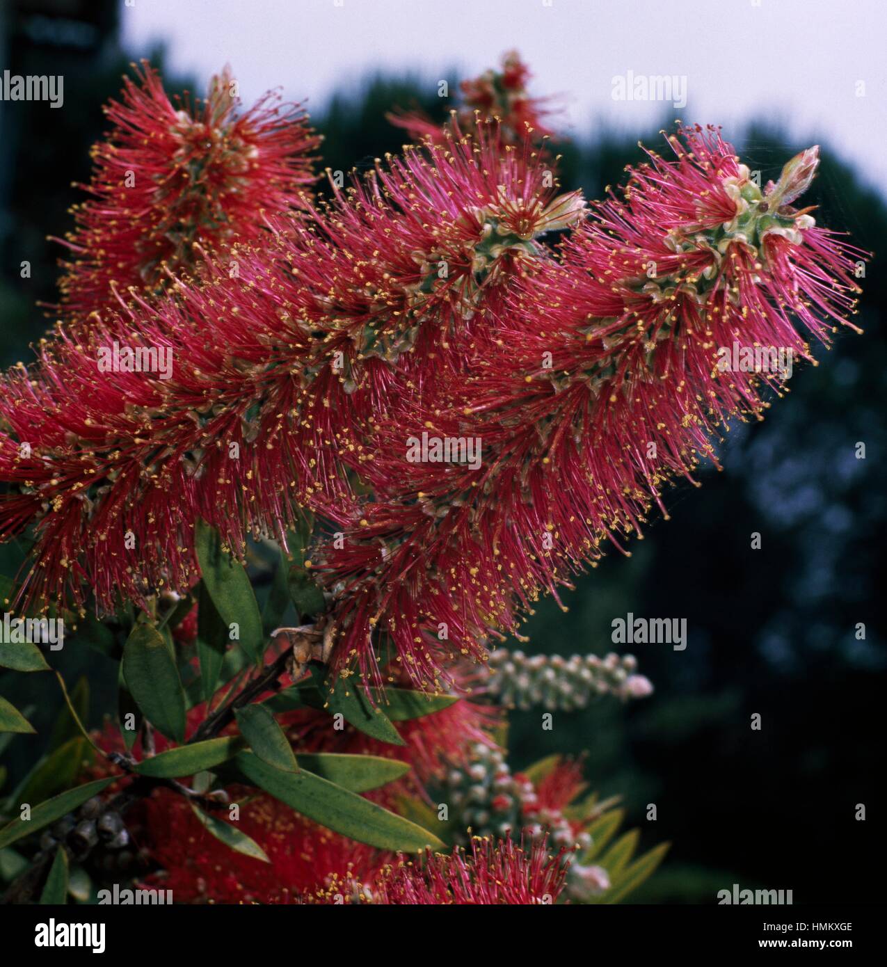Narrow-leaf or Bottlebrush (Callistemon linearis), Myrtaceae Stock ...