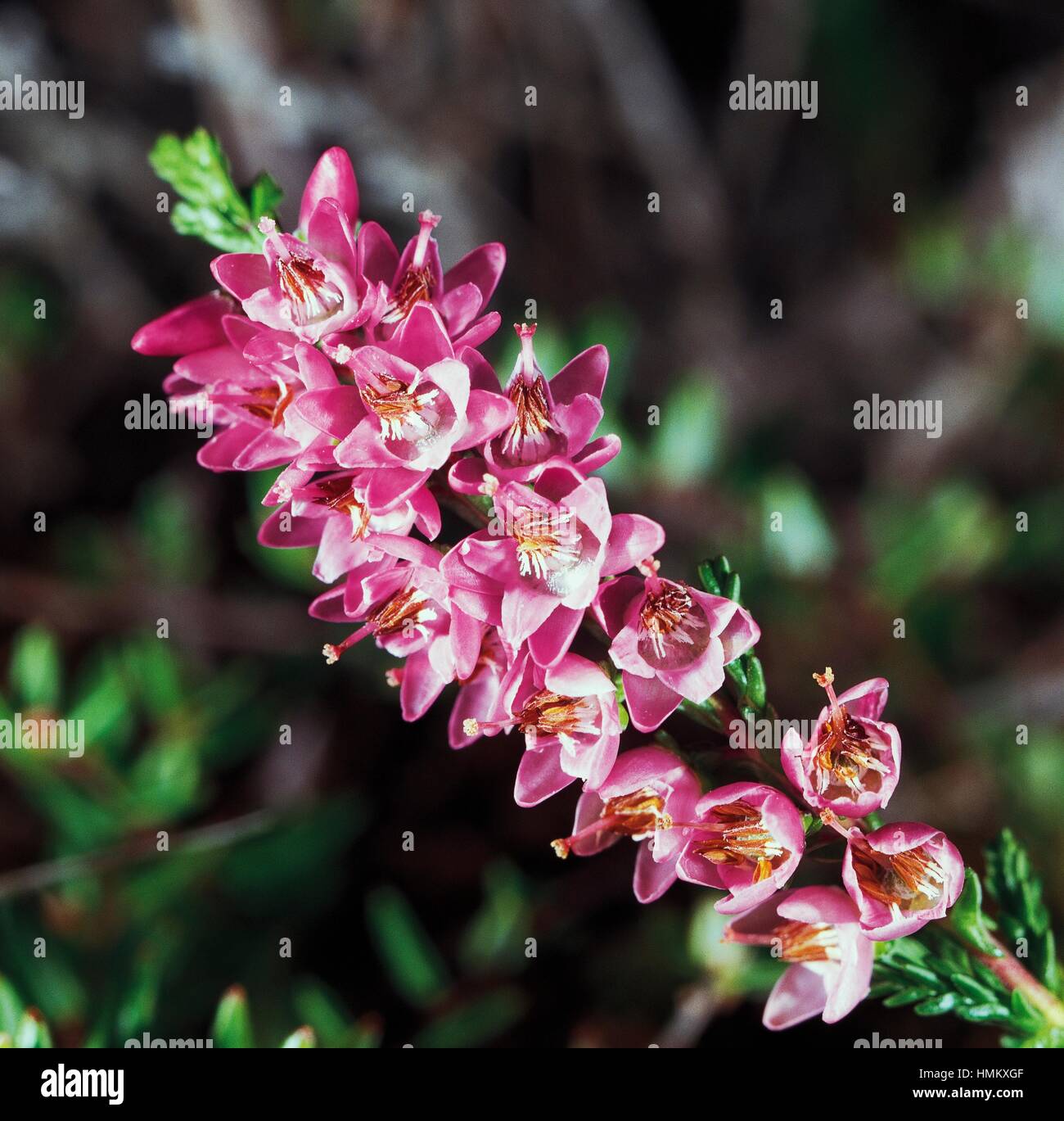 Common heather or ling hi-res stock photography and images - Alamy