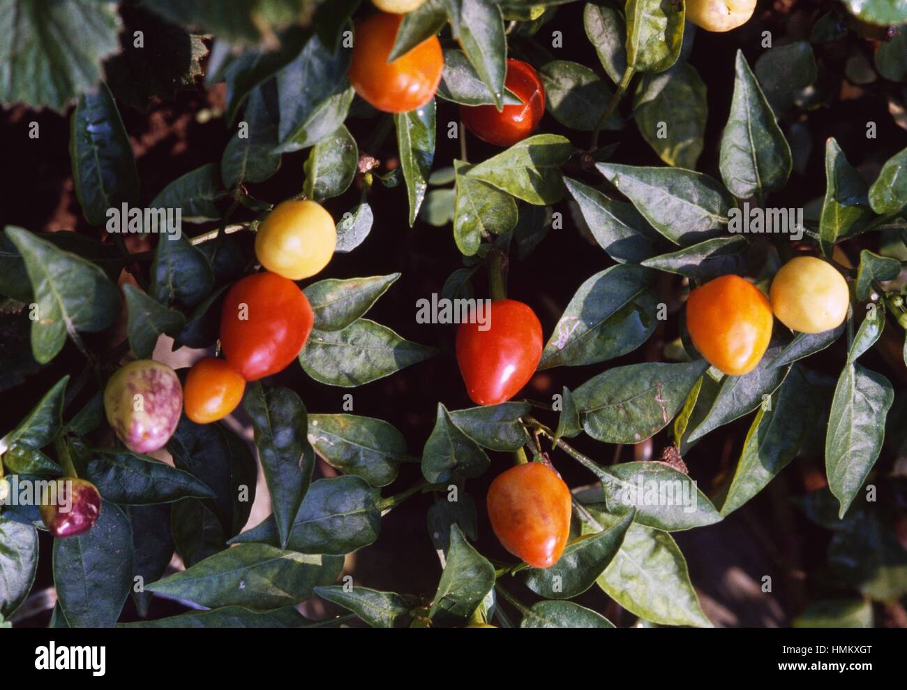 Chilli peppers (Capsicum annuum), Solanaceae Stock Photo - Alamy