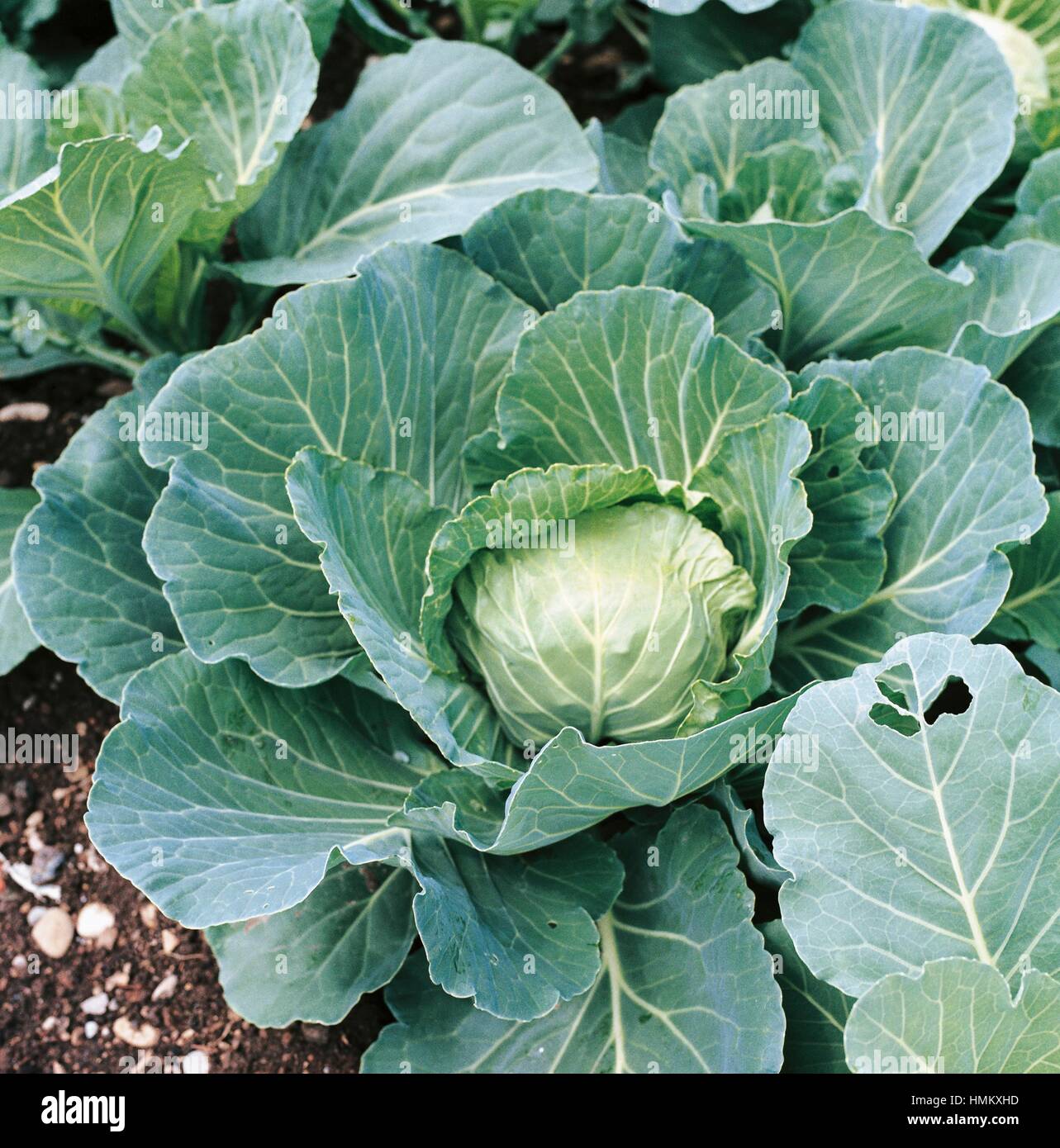Wild Cabbage (Brassica oleracea), Brassicaceae Stock Photo - Alamy