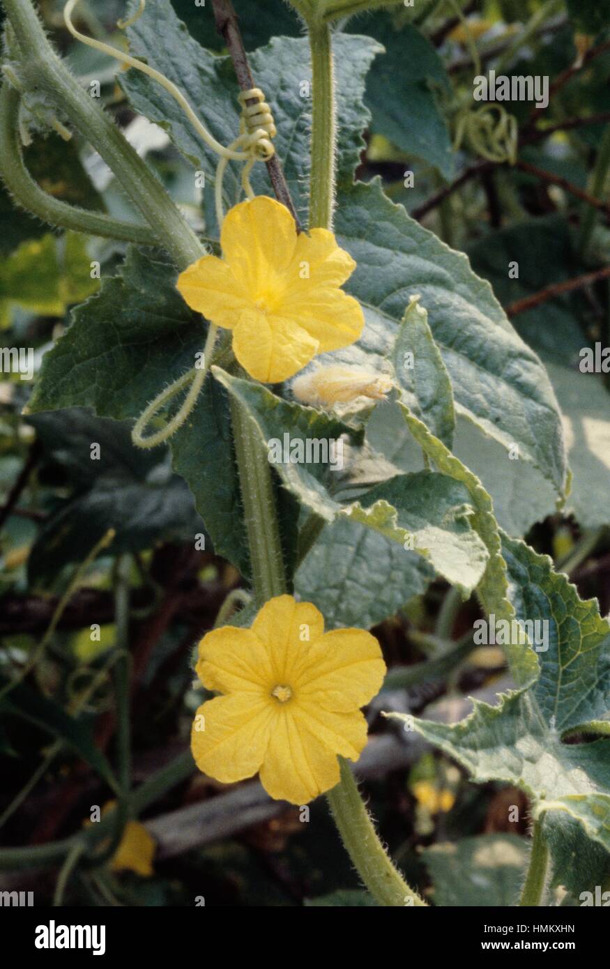 Flowers of Garden Cucumber (Cucumis sativus), Cucurbitaceae Stock Photo ...