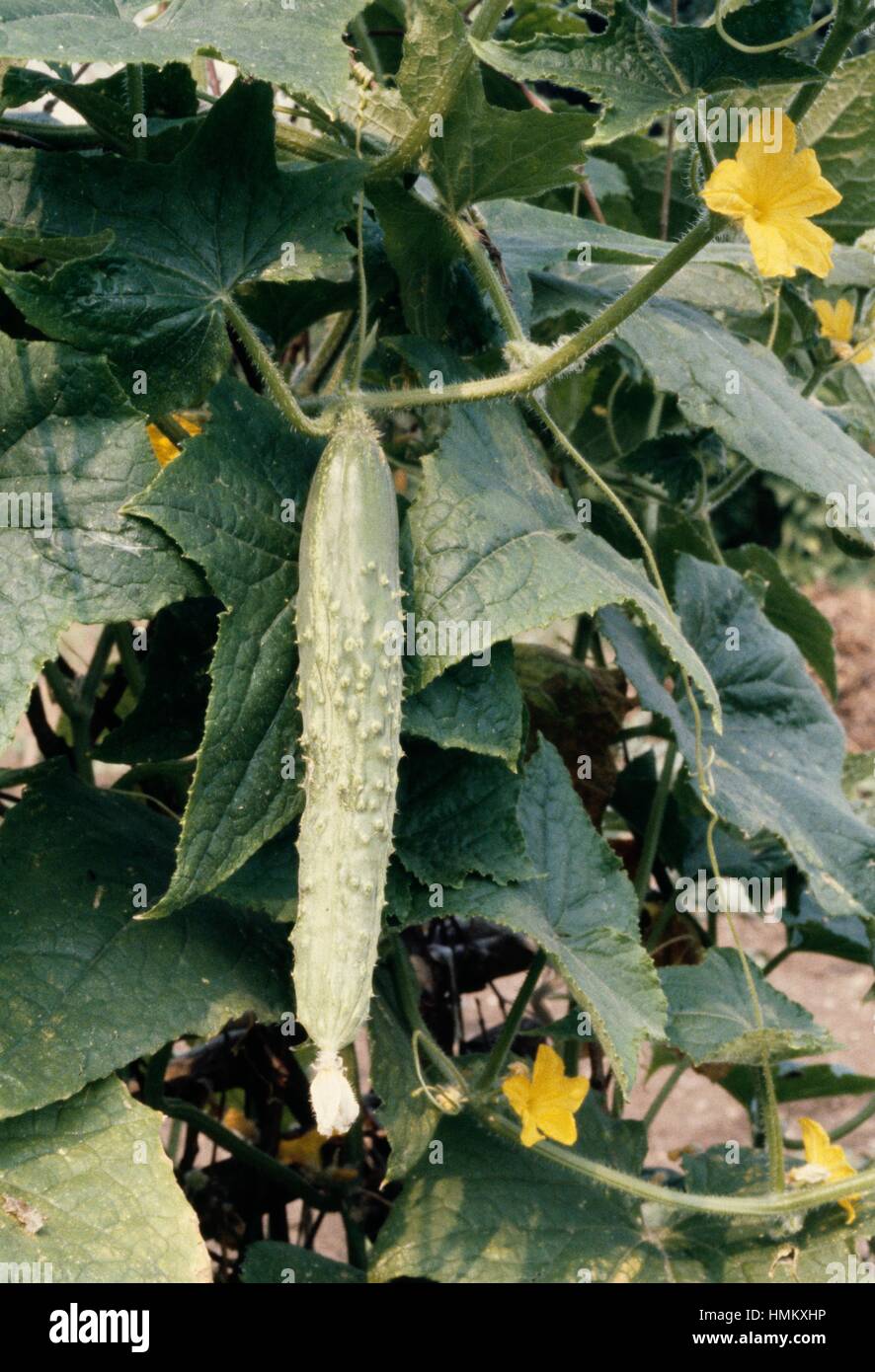 Flowers and fruits of Garden Cucumber (Cucumis sativus), Cucurbitaceae ...