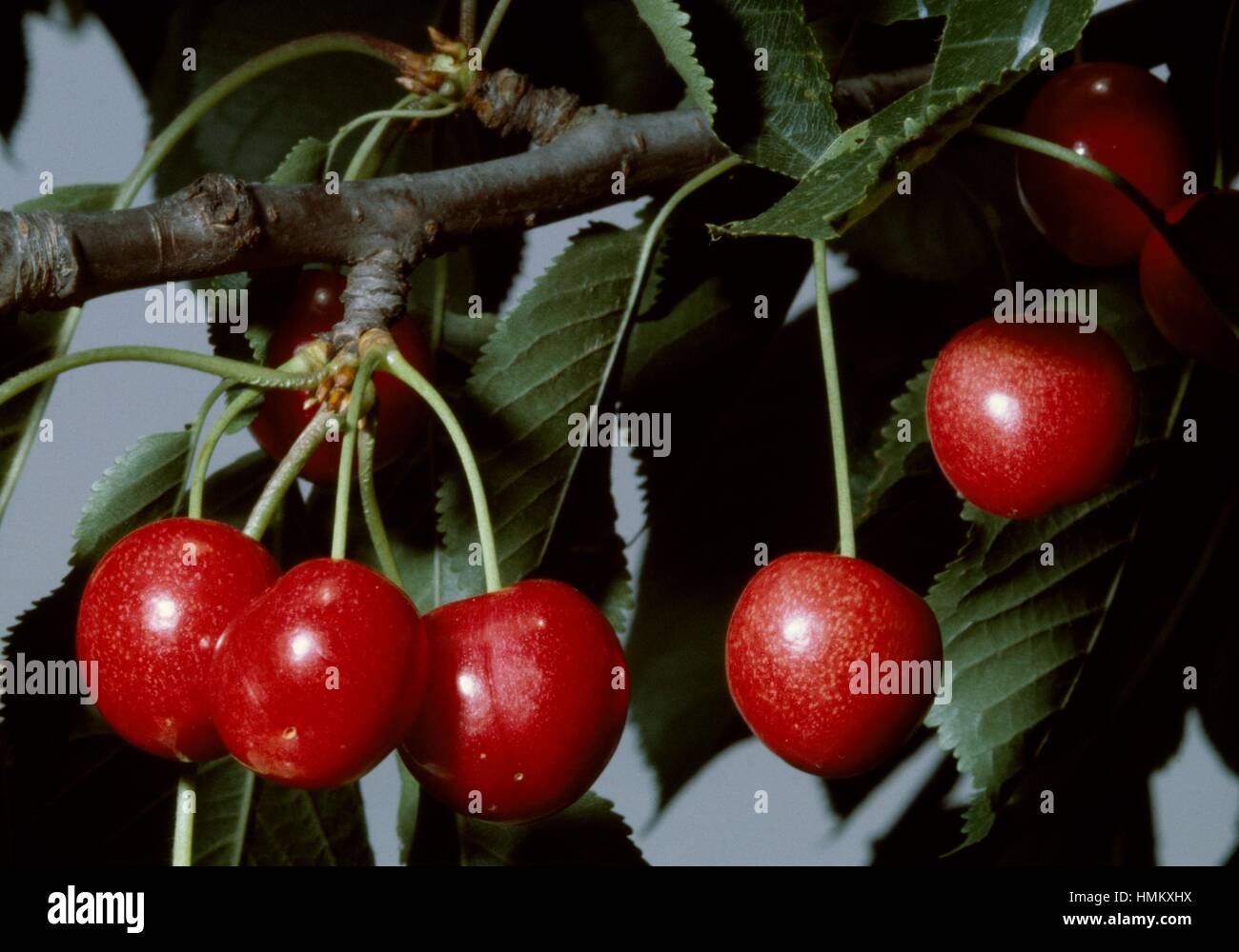 Cherry branch prunus avium hi-res stock photography and images - Alamy
