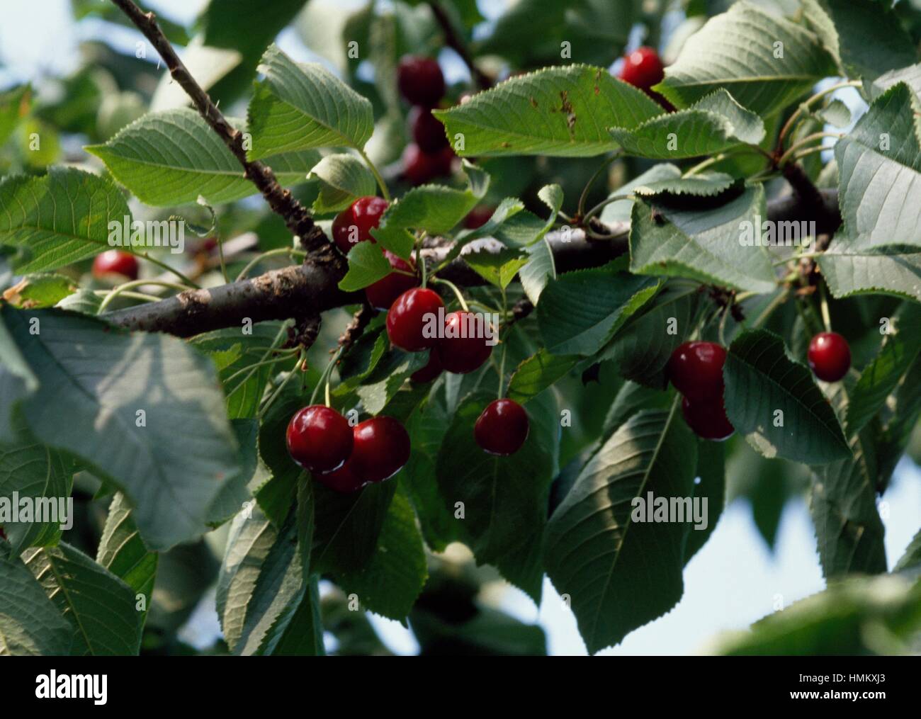Wild Cherry (Prunus avium), Rosaceae Stock Photo - Alamy