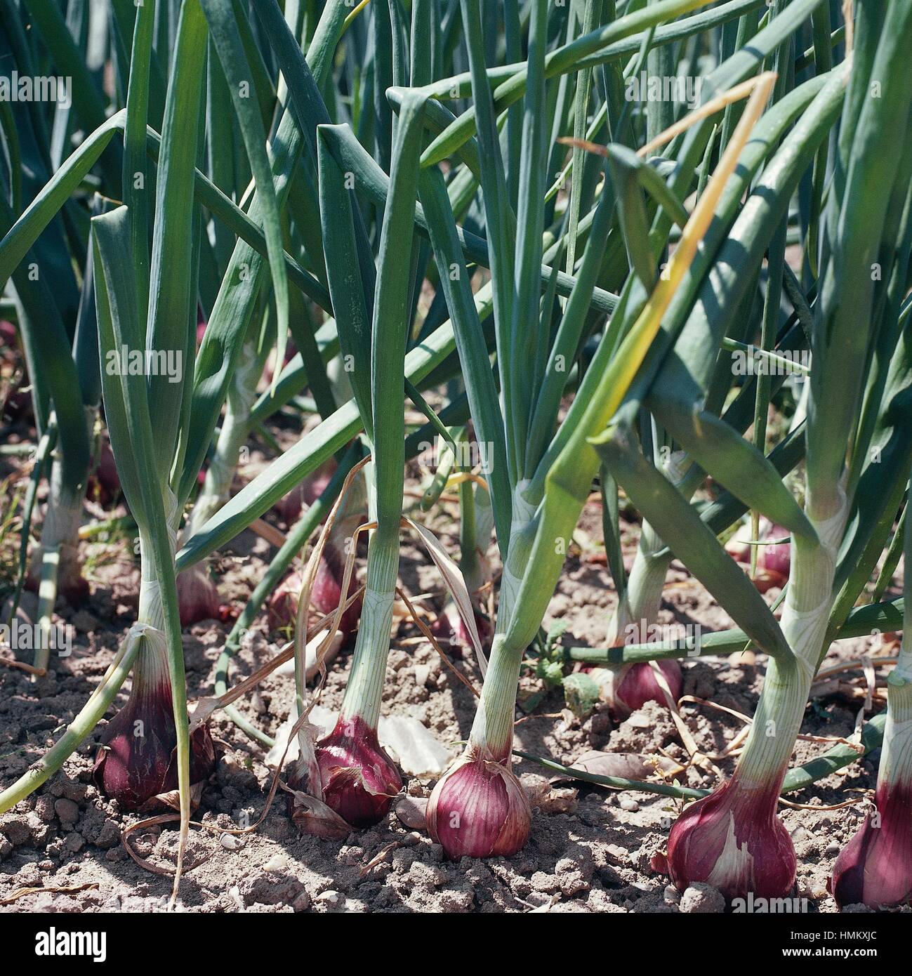 Garden Onions (Allium cepa), Amaryllidaceae Stock Photo - Alamy
