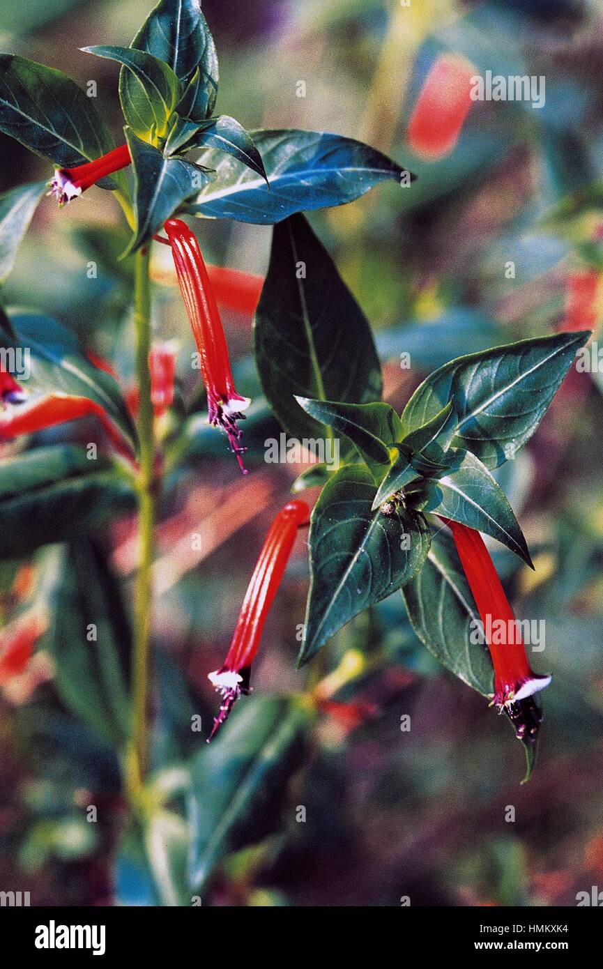 Cigar plant, Cigar flower or Firecracker plant (Cuphea ignea ...