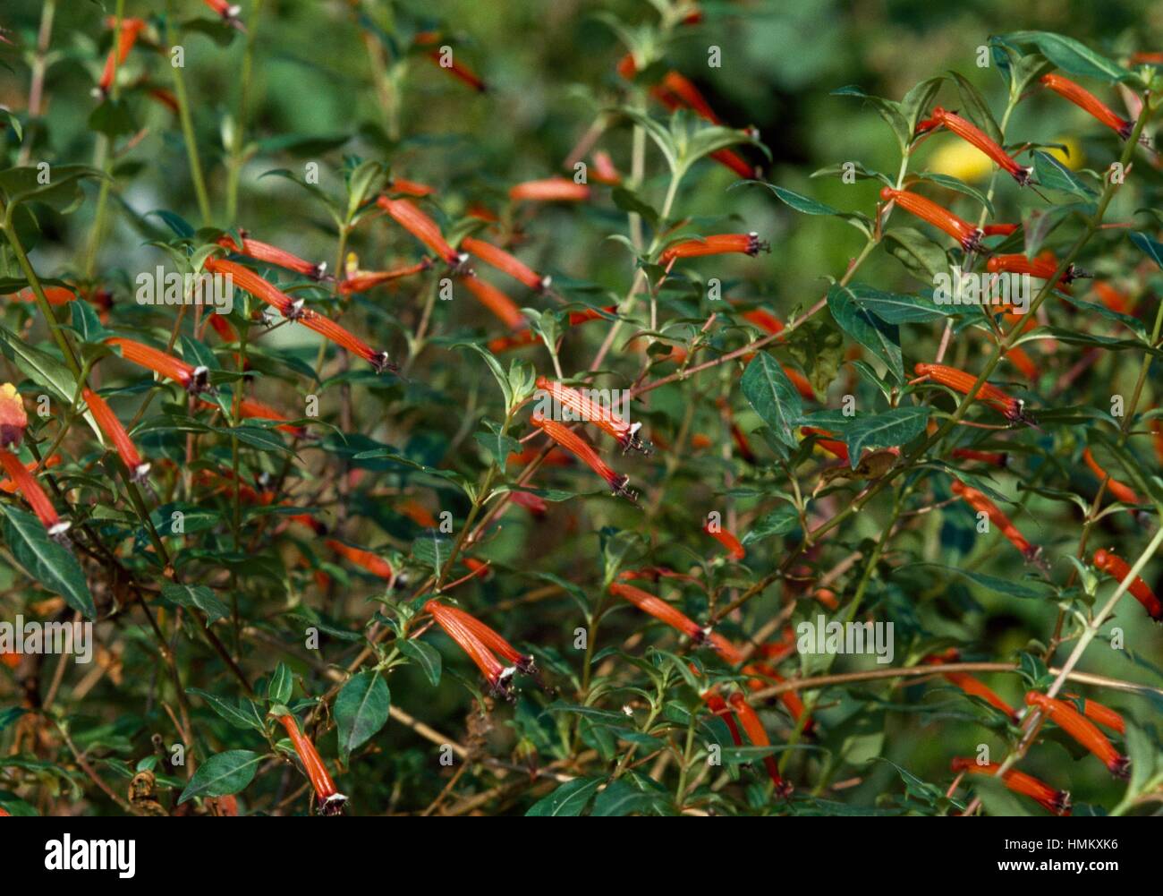 Cigar plant, Cigar flower or Firecracker plant (Cuphea ignea ...