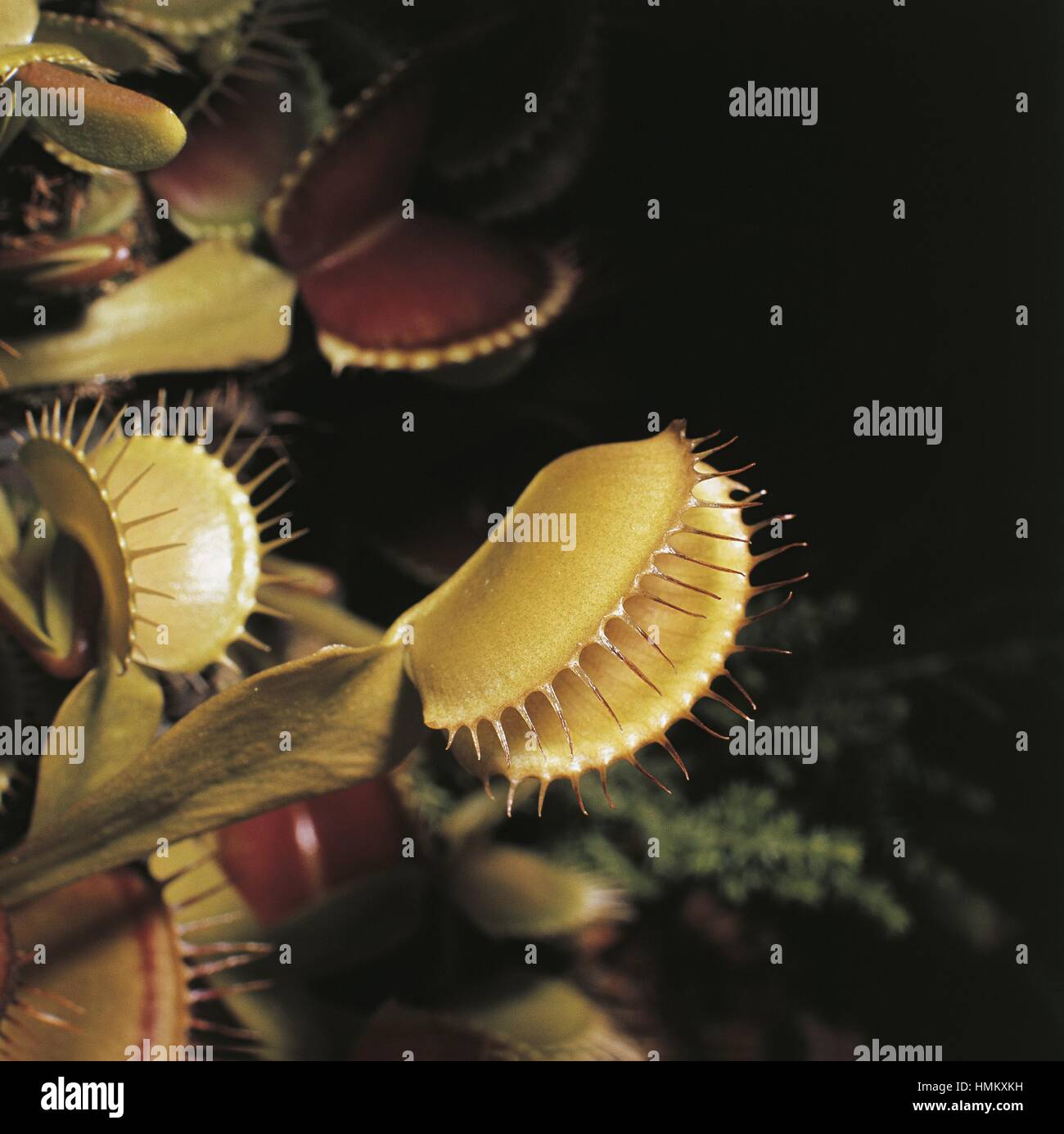 Botany - Droseraceae - Venus Flytrap (Dionaea muscipula Stock Photo - Alamy