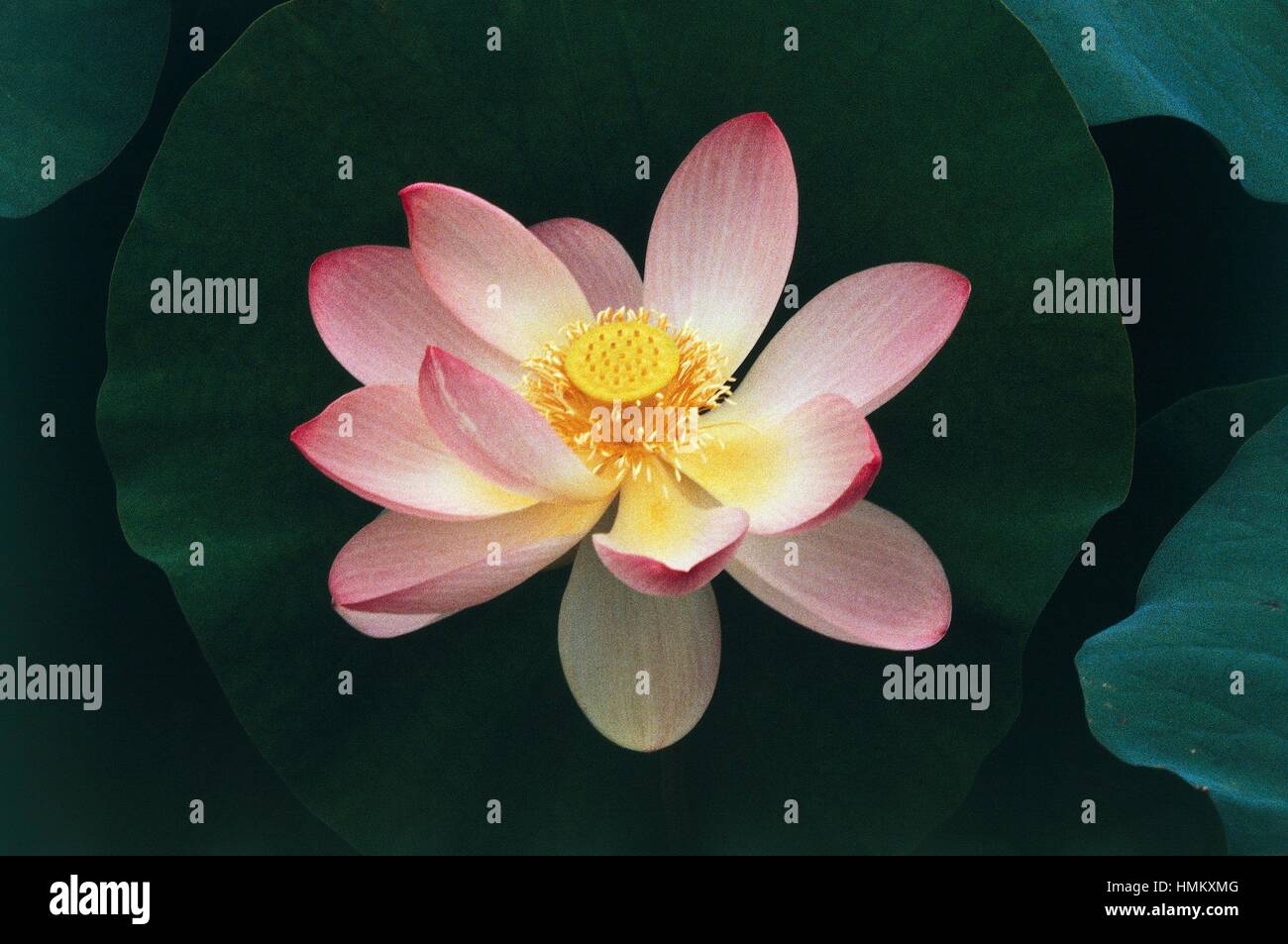 Sacred Lotus (Nelumbo nucifera), Nelumbonaceae Stock Photo - Alamy