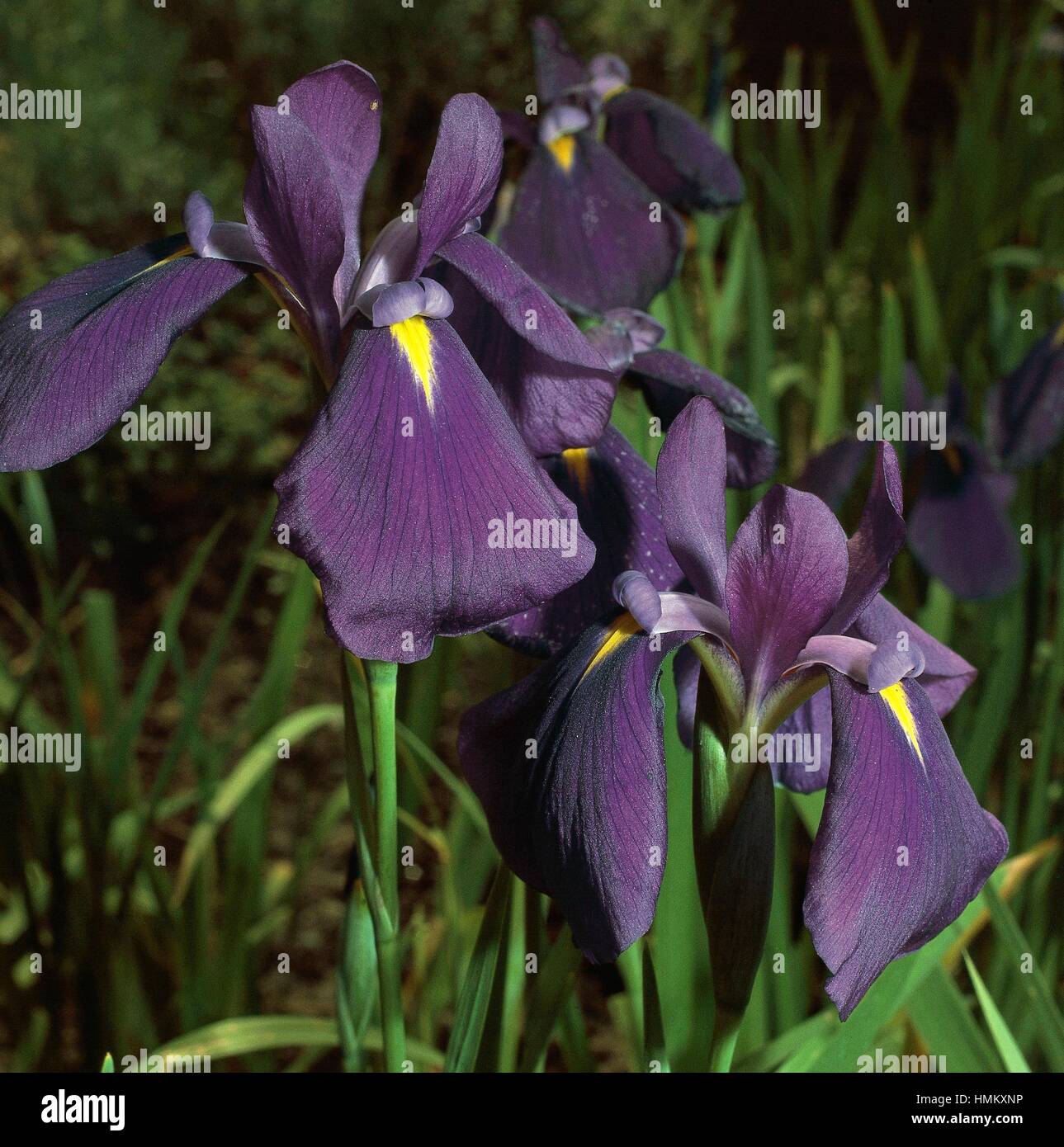 German iris hi-res stock photography and images - Alamy