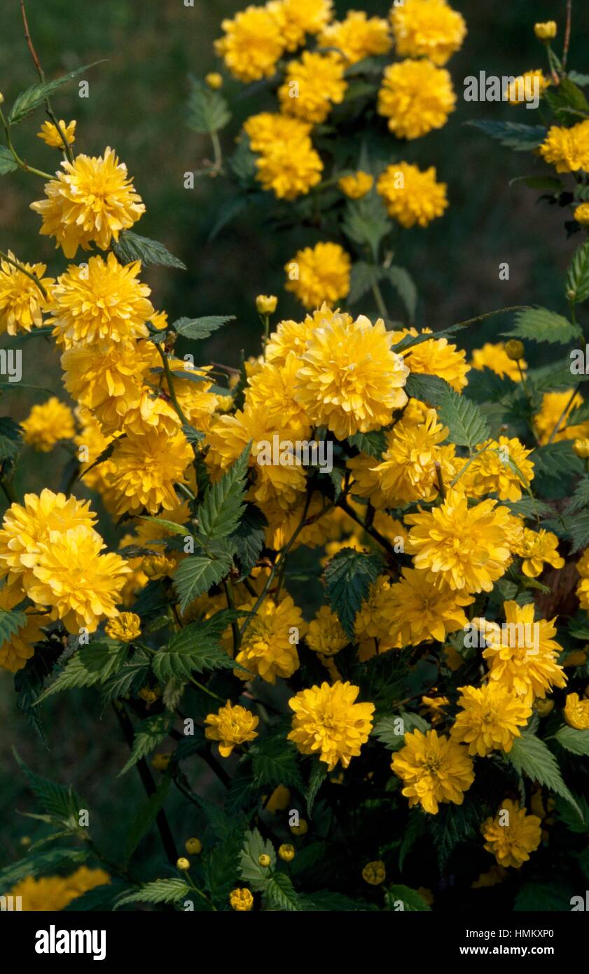 Japanese Kerria (Kerria japonica), Rosaceae Stock Photo - Alamy