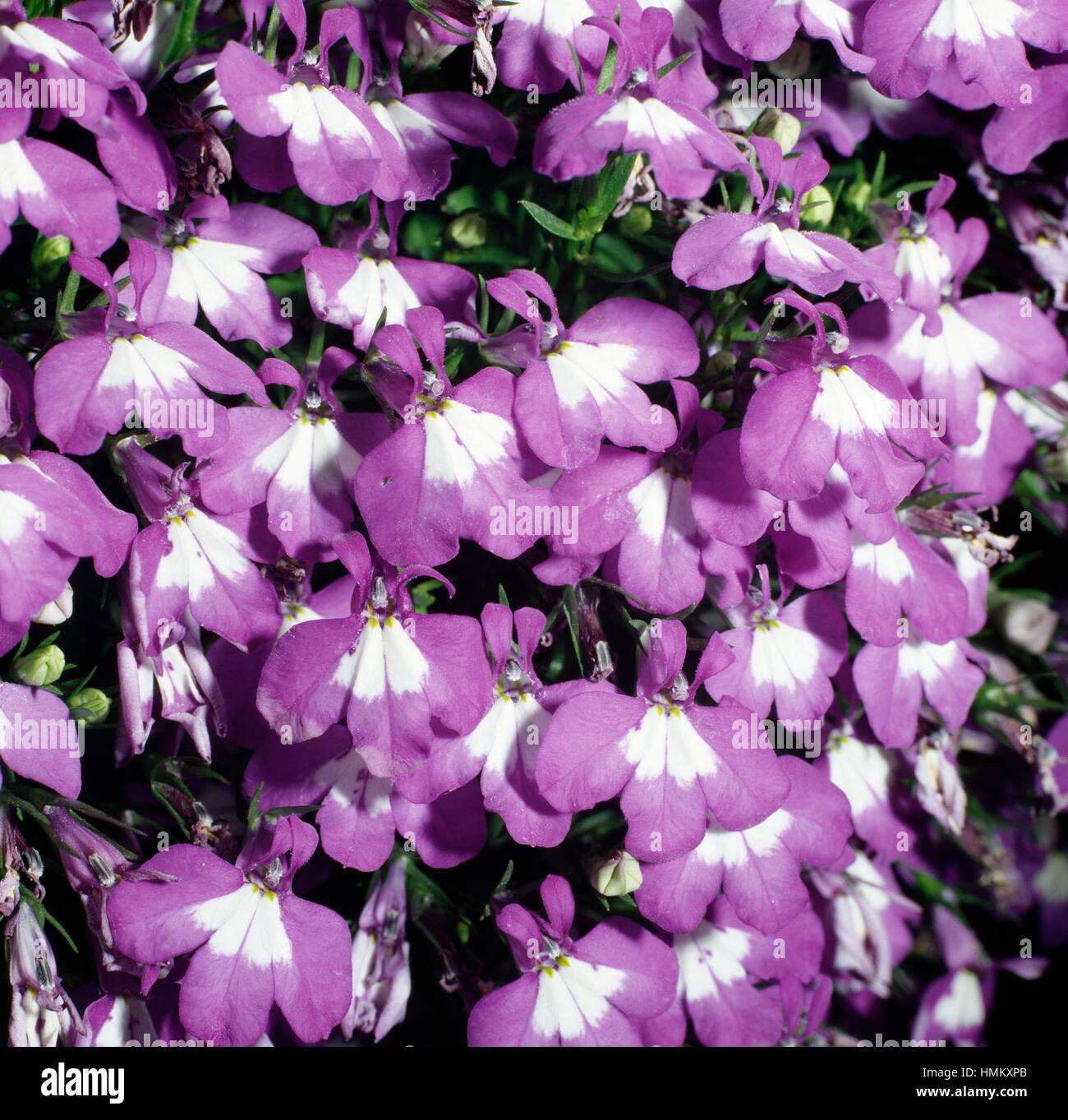 Edging Blue Lobelia (Lobelia erinus), Campanulaceae Stock Photo - Alamy