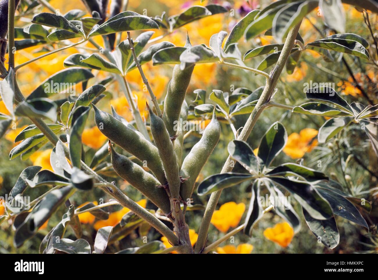 Lupine fruits lupinus sp hi-res stock photography and images - Alamy