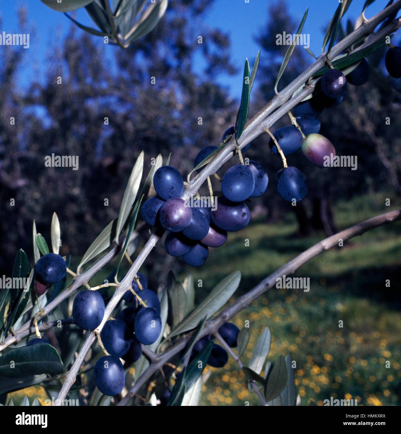 Olive branch fruits olea europaea hi-res stock photography and images ...
