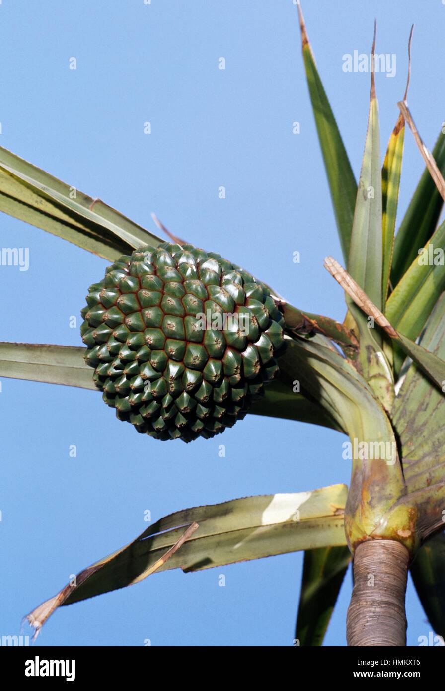 Pandanus tree with blue background hi-res stock photography and images ...