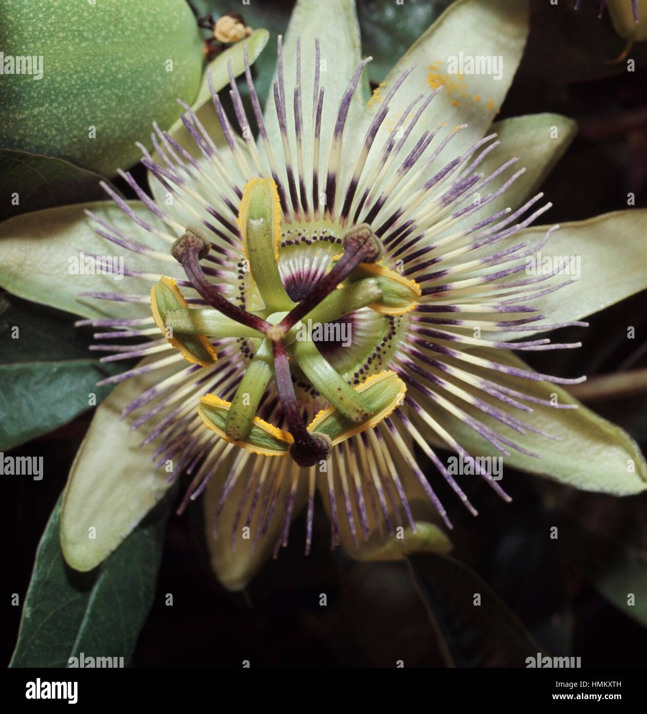 Blue passion flower or Common passion flower (Passiflora caerulea ...