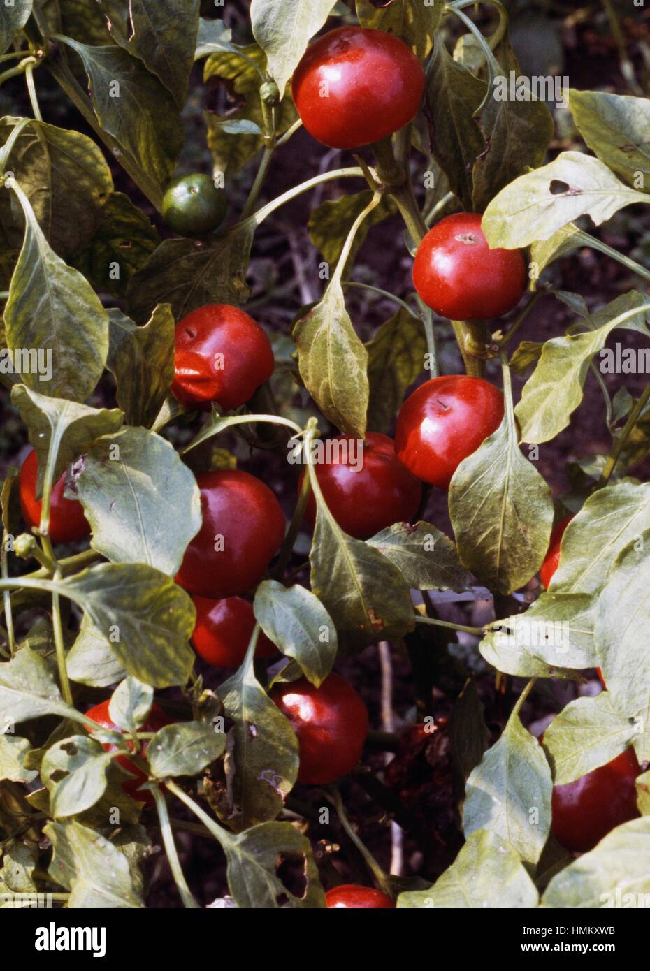 Chilli peppers (Capsicum annuum), Solanaceae Stock Photo - Alamy