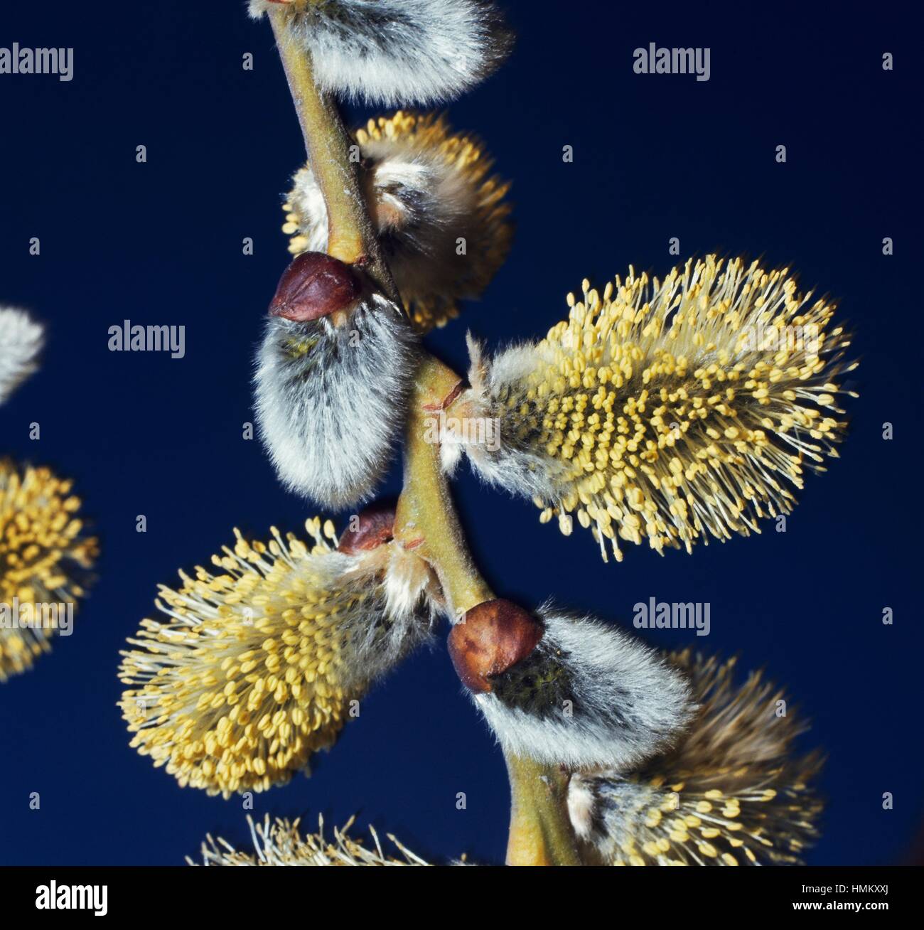 Goat Willow male inflorescences (Salix caprea), Salicaceae Stock Photo ...