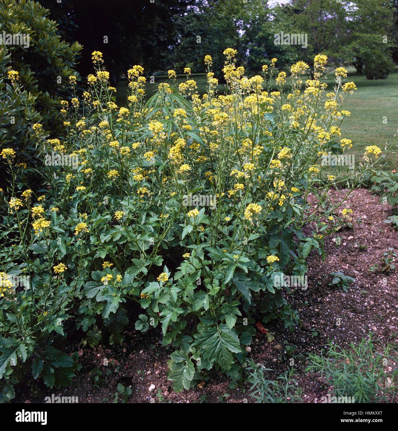 White mustard in bloom (Sinapis alba), Brassicaceae Stock Photo - Alamy