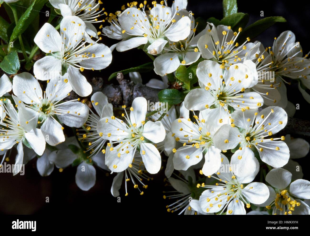 Common Plum blossoms (Prunus domestica), Rosaceae Stock Photo - Alamy