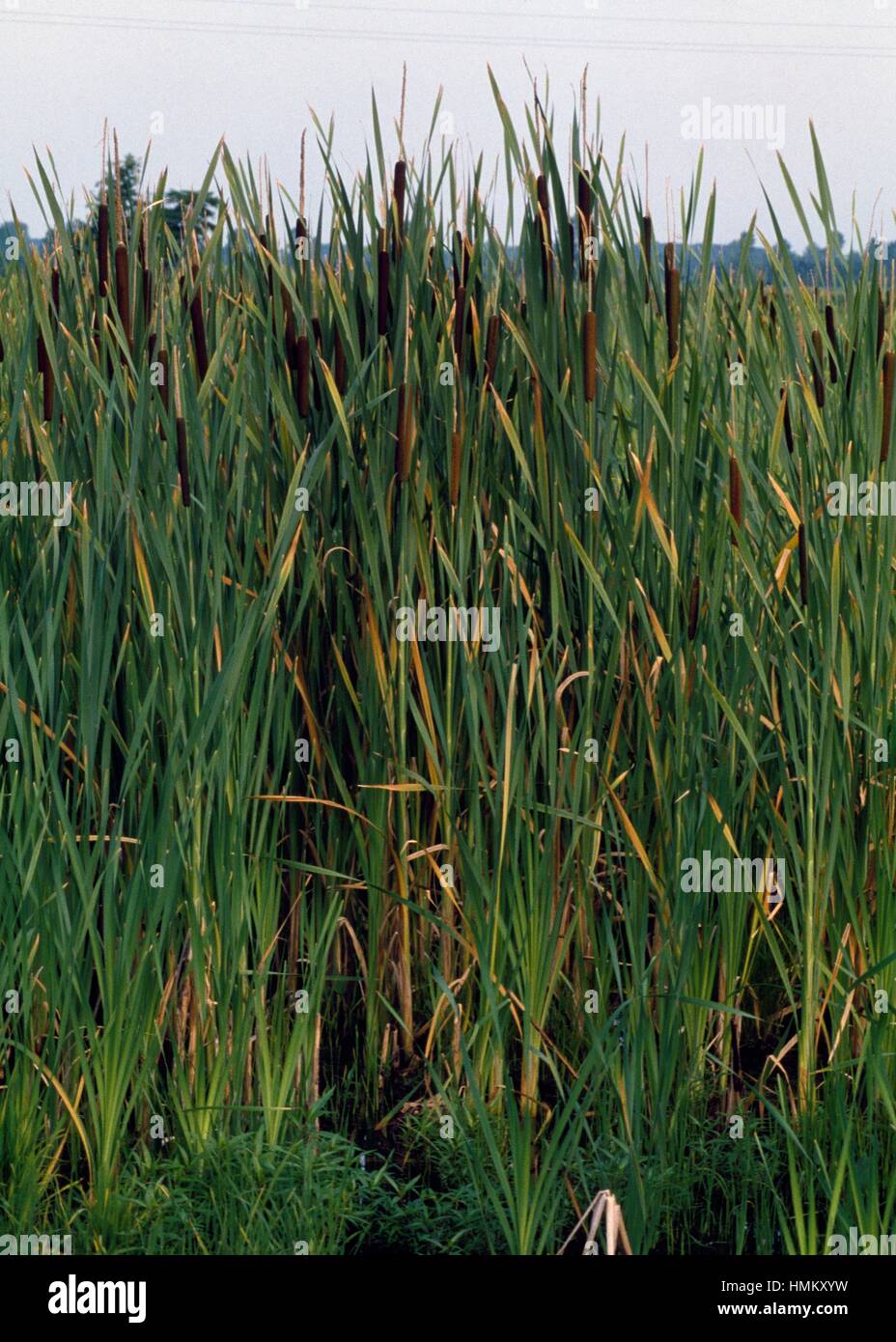 Bulrush or Cattail (Typha latifolia), Typhaceae Stock Photo - Alamy