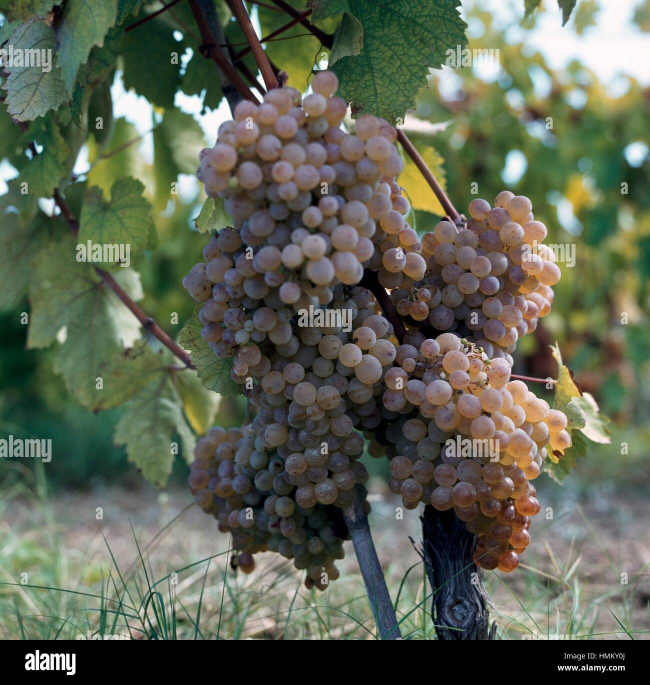 Bunches of grapes (Vitis vinifera), Vitaceae Stock Photo - Alamy