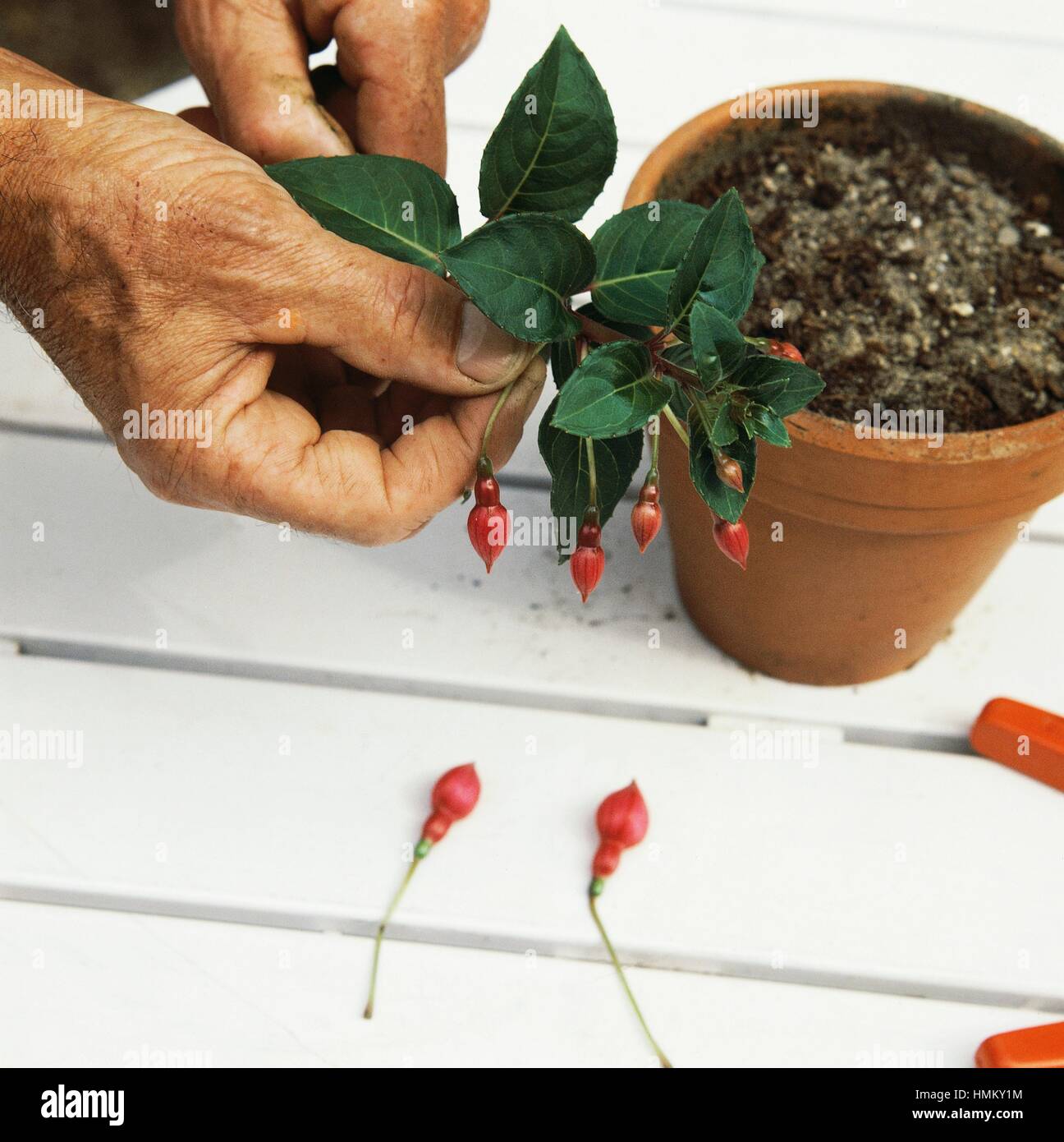 Removal of the buds on the stem. Preparation of a plant cutting step 1 ...