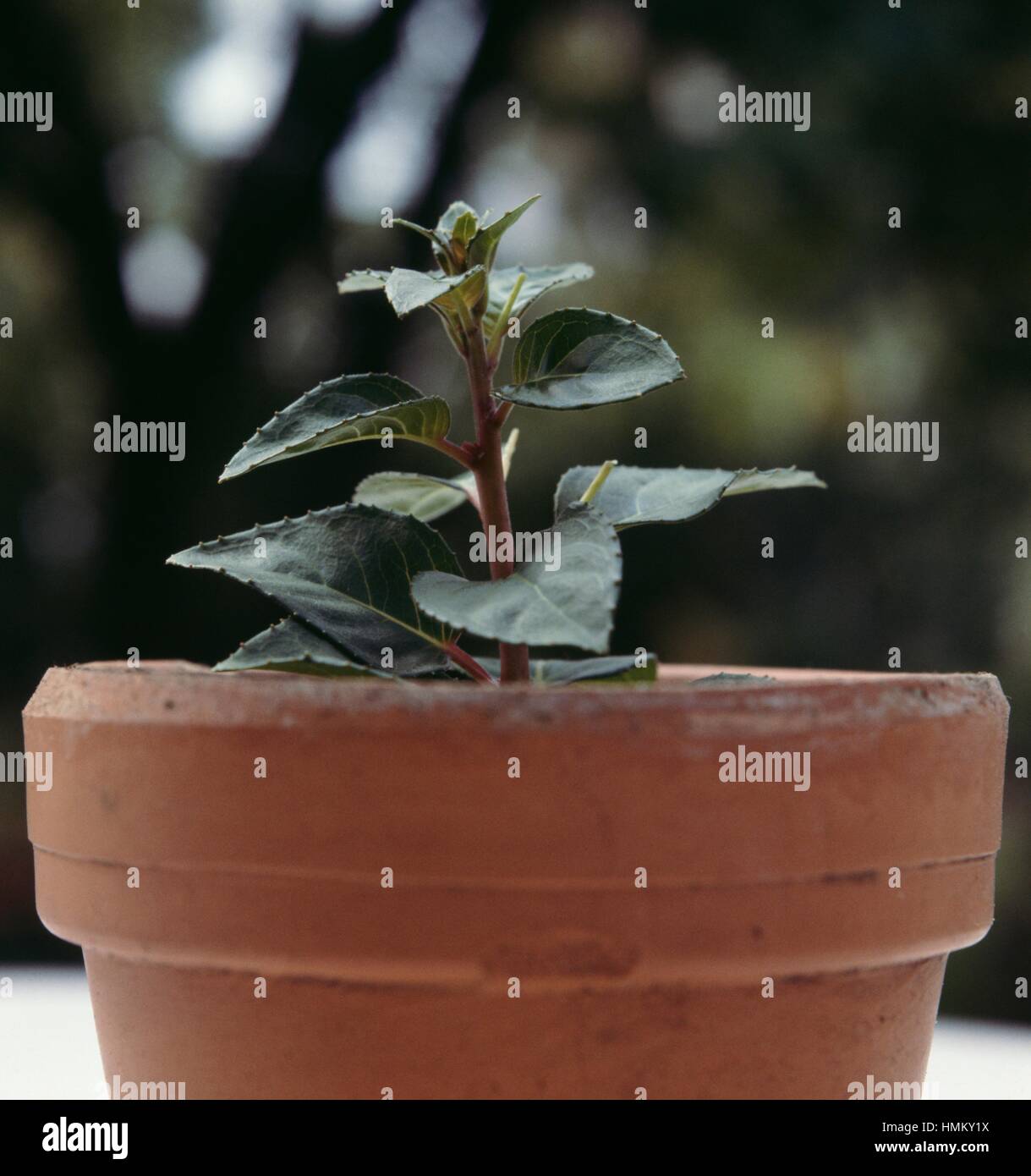 Plant cutting in pot Stock Photo - Alamy