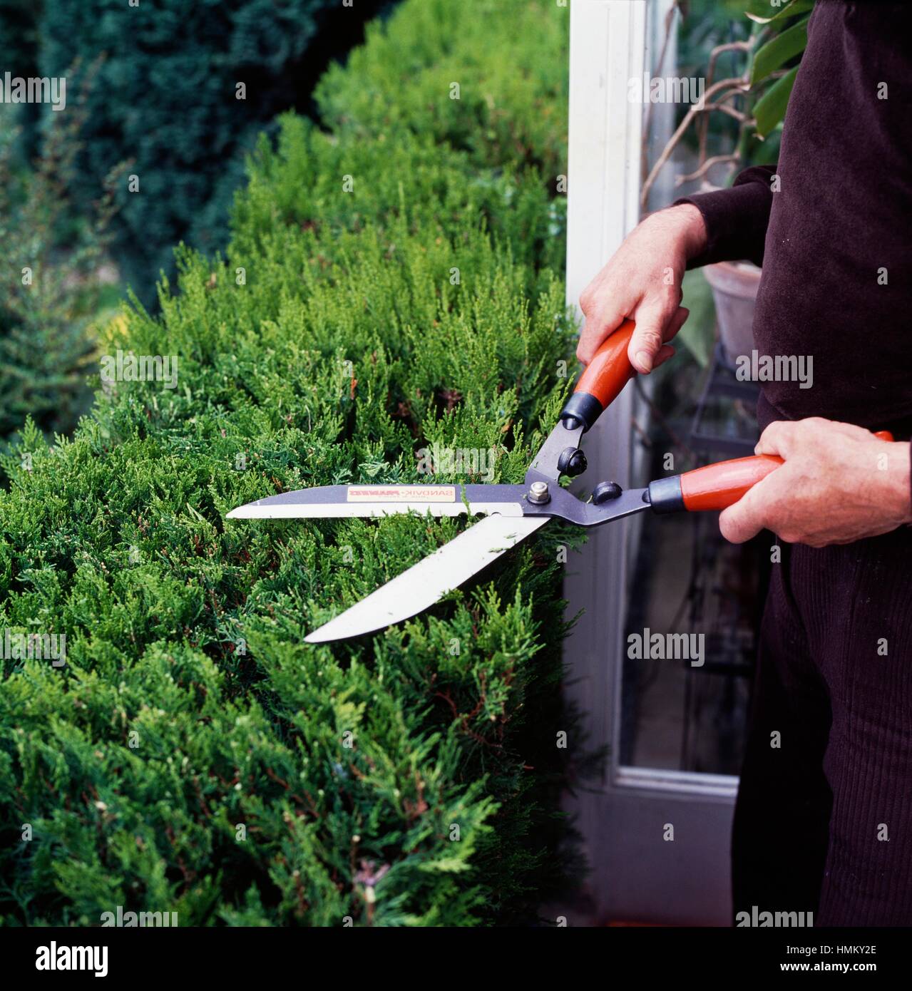 Part of hedge hi-res stock photography and images - Alamy