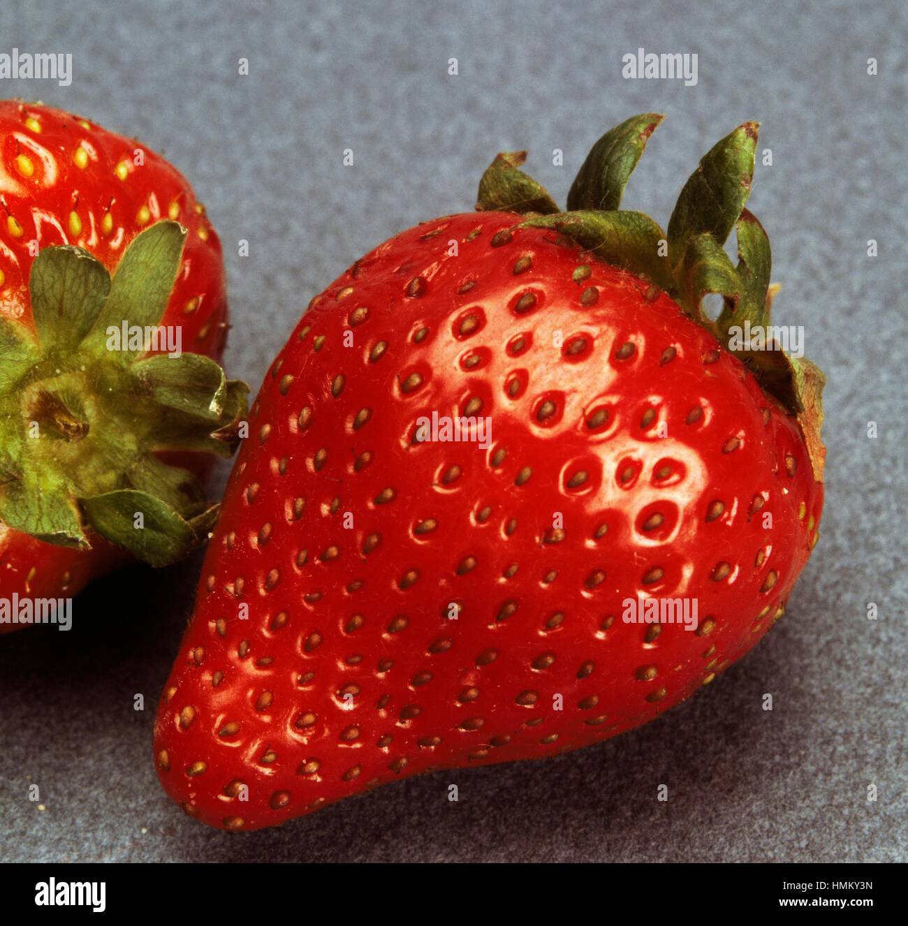 Strawberries (Fragaria sp), Rosaceae Stock Photo - Alamy