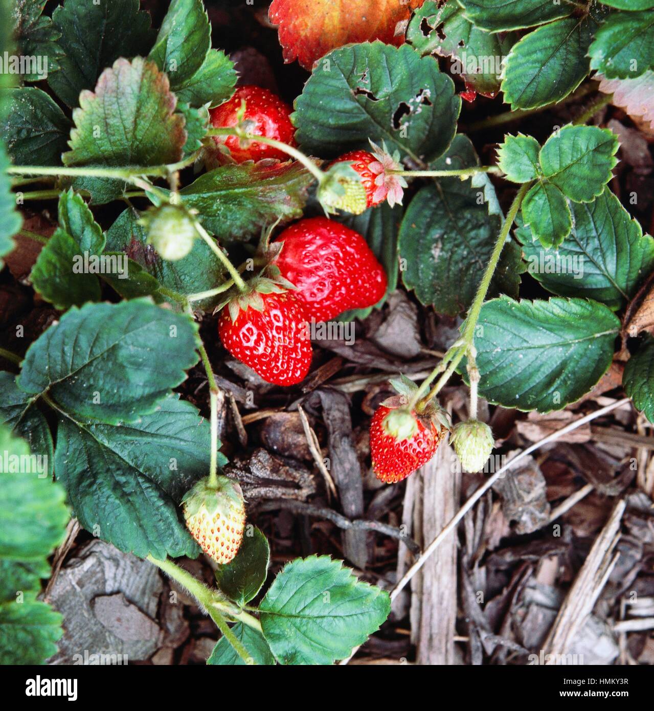 Wild strawberry (Fragaria vesca), Rosaceae Stock Photo - Alamy
